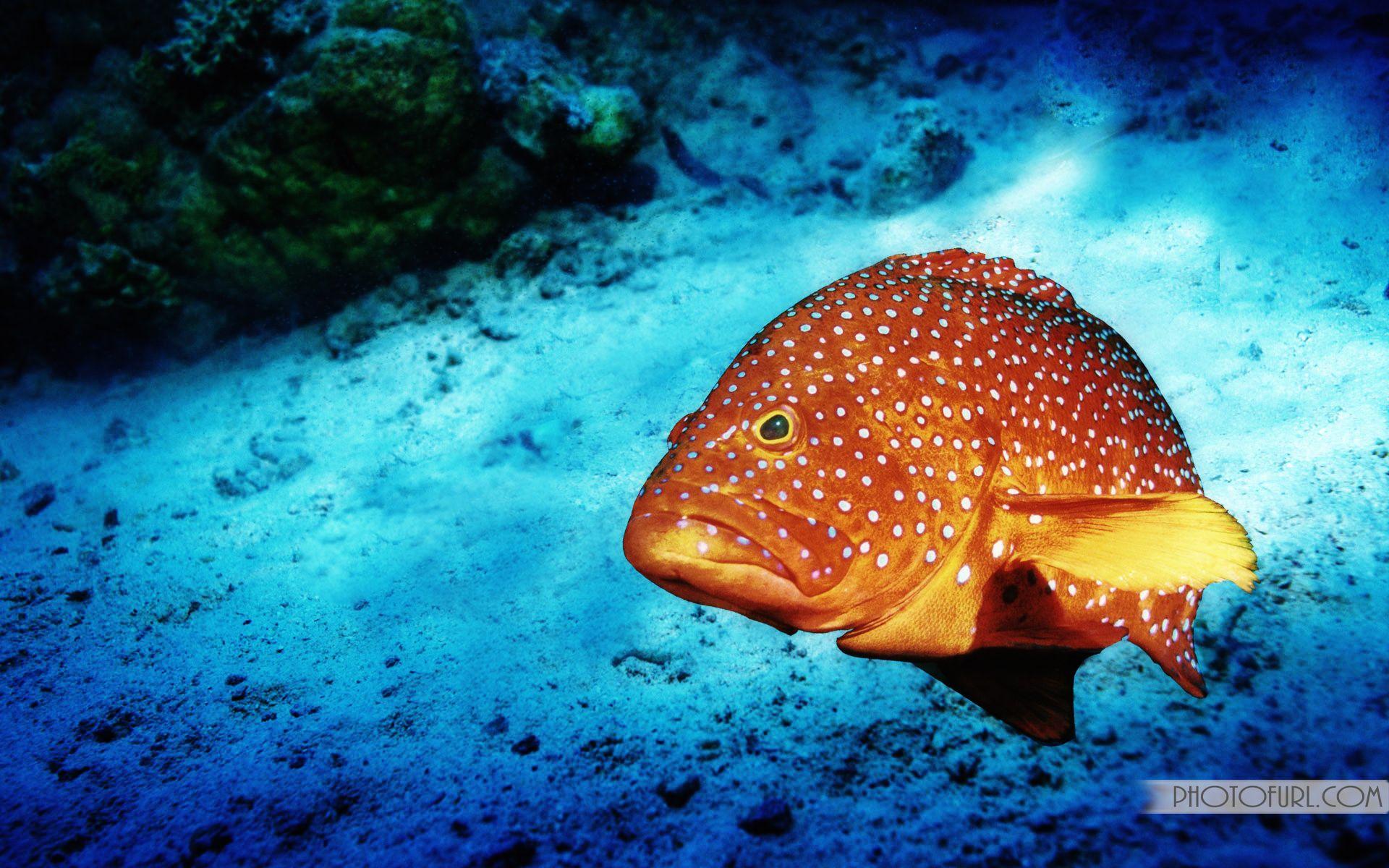 Fish Laptop Wallpapers - Top Free Fish Laptop Backgrounds - WallpaperAccess