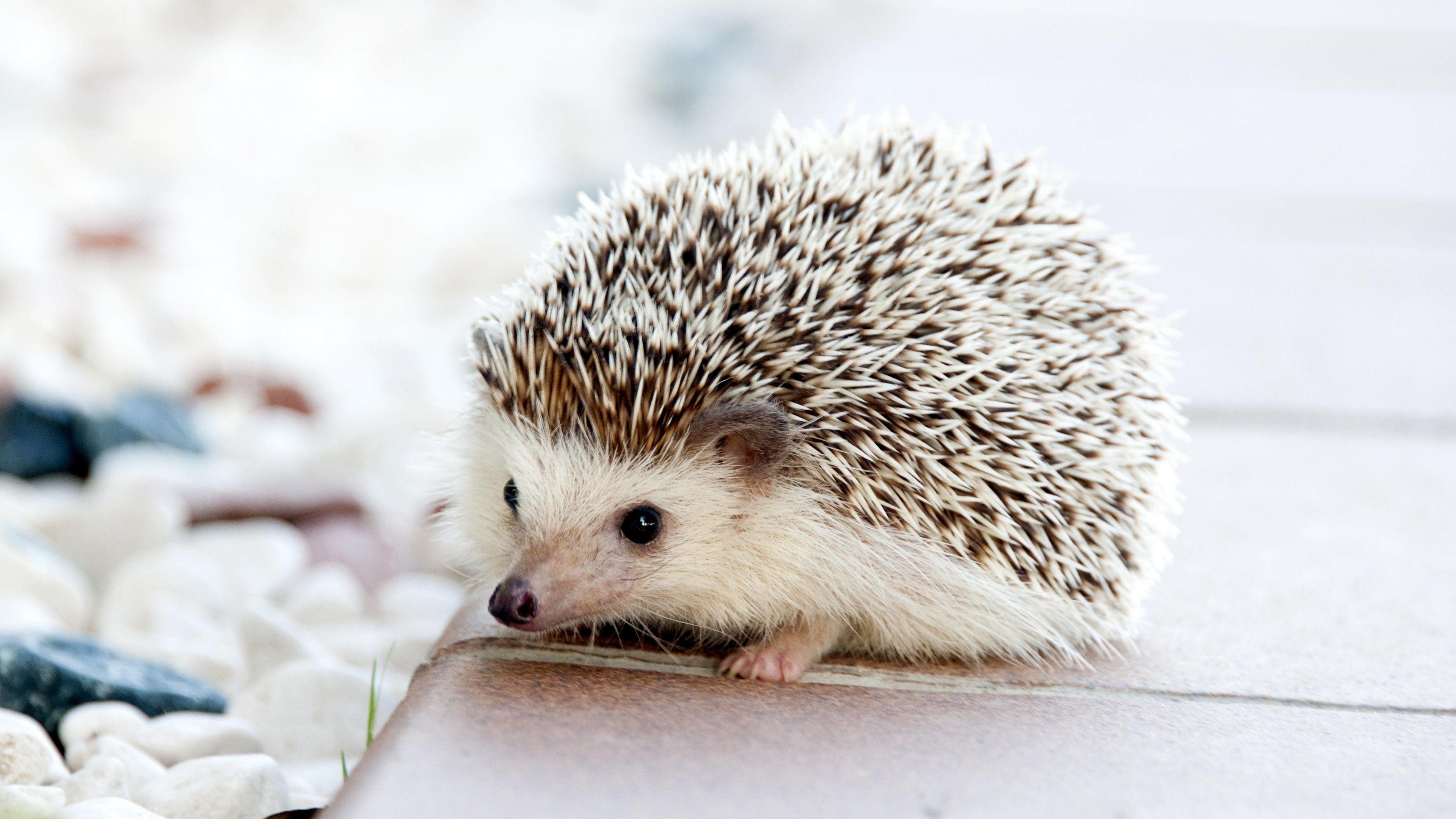 Hedgehog Wallpapers - Top Free Hedgehog Backgrounds - WallpaperAccess