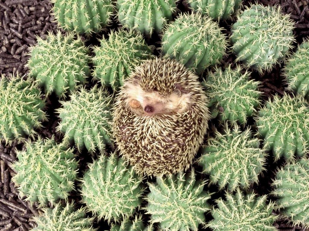 Hedgehog Wallpapers - Top Free Hedgehog Backgrounds - WallpaperAccess