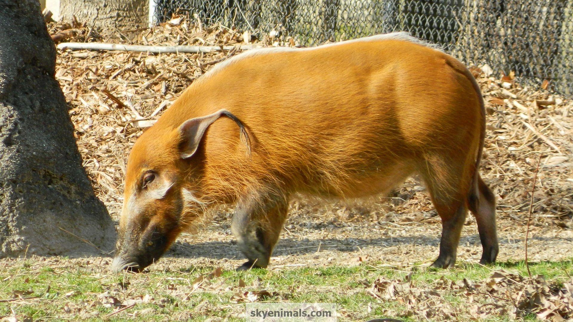 Hog Rider Wallpapers - Top Free Hog Rider Backgrounds - WallpaperAccess