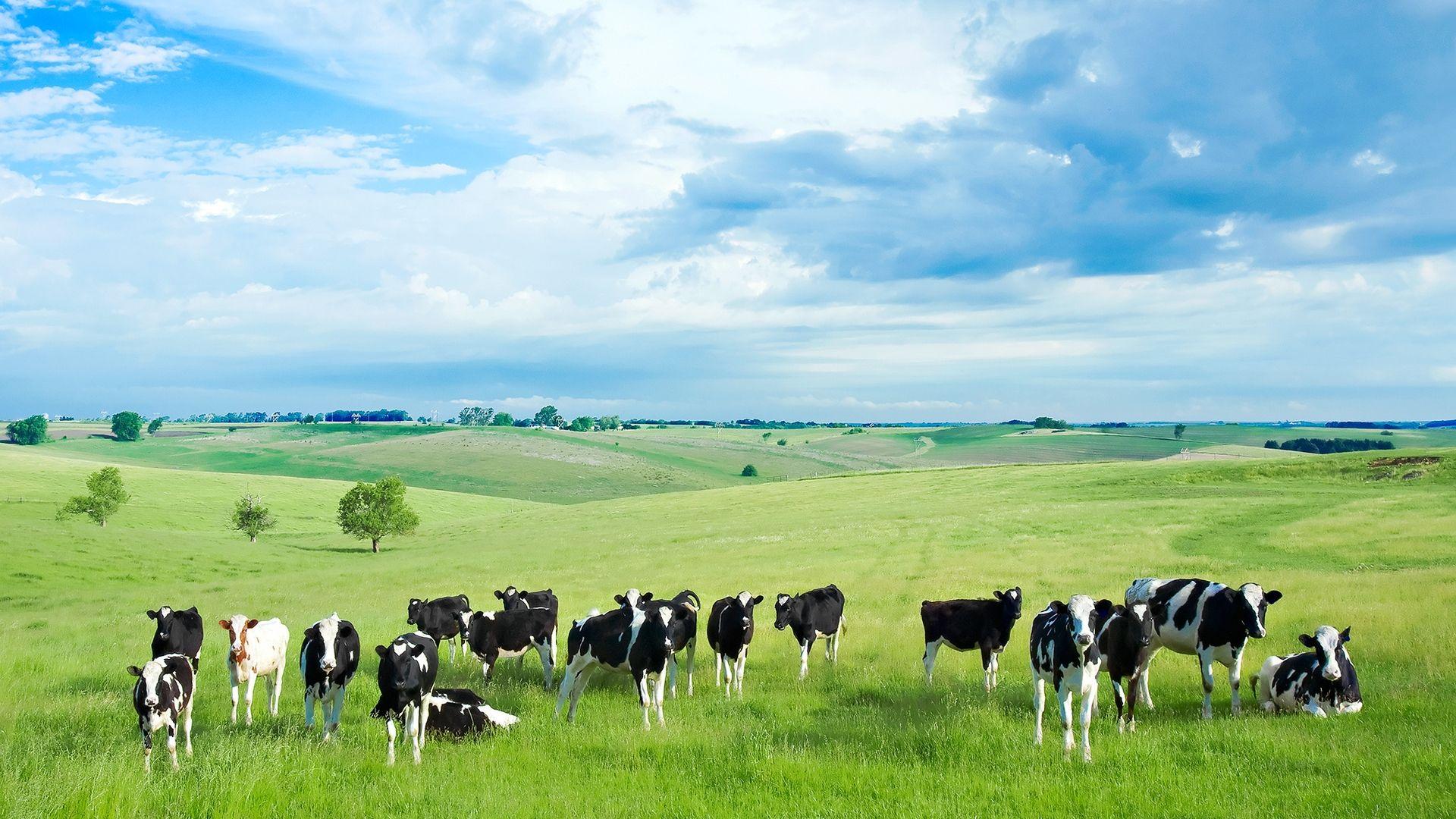 Cattle Wallpapers - Top Free Cattle Backgrounds - WallpaperAccess