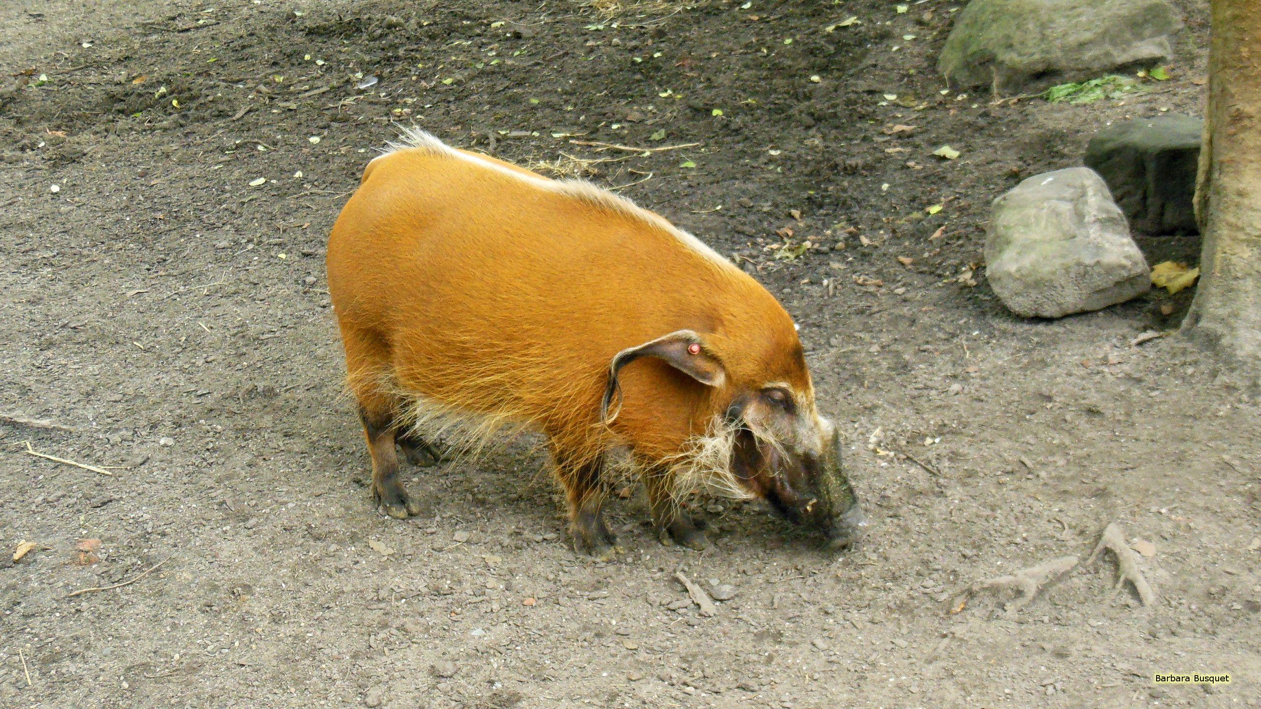 Hog Rider Wallpapers - Top Free Hog Rider Backgrounds - WallpaperAccess