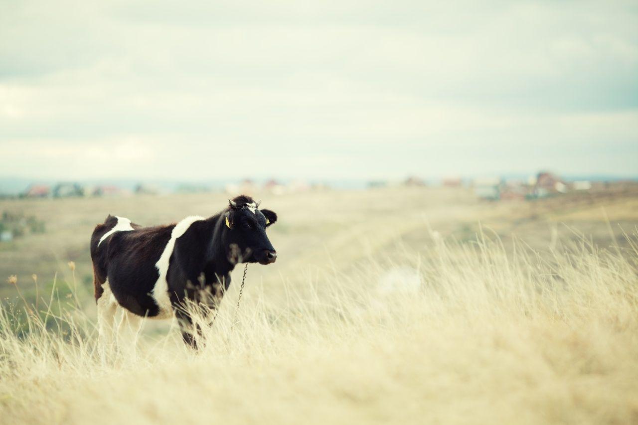 Cattle Wallpapers - Top Free Cattle Backgrounds - WallpaperAccess