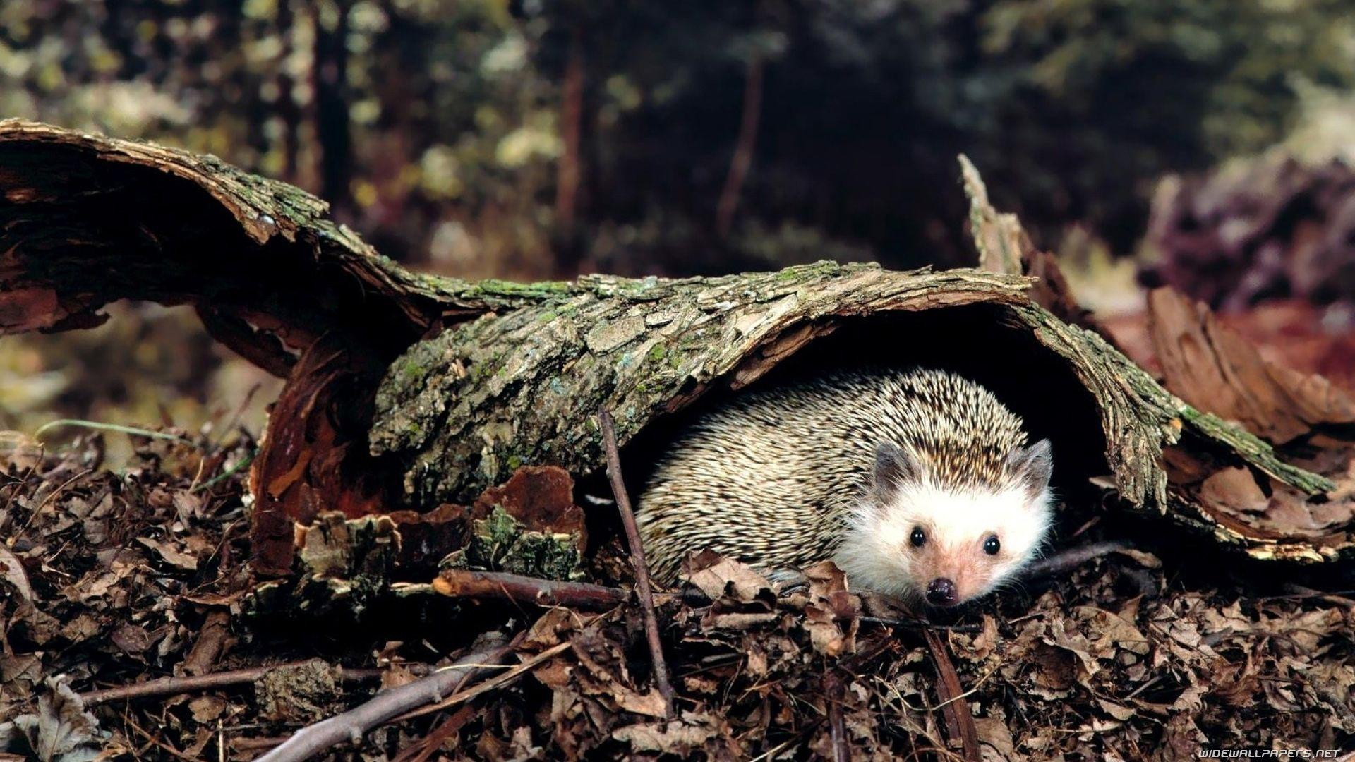 Hedgehog Wallpapers - Top Free Hedgehog Backgrounds - WallpaperAccess