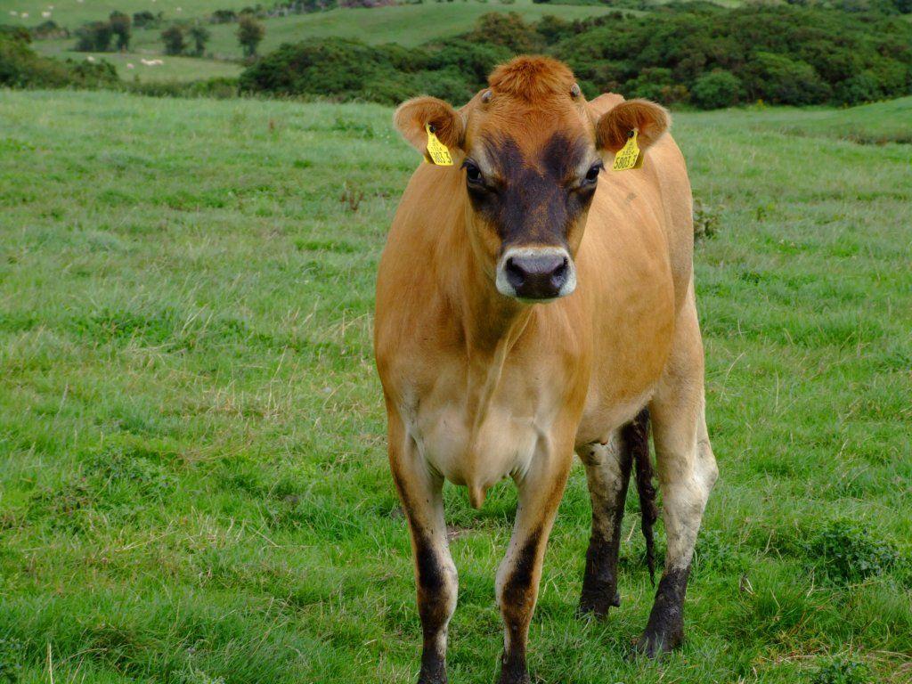 Cattle Wallpapers - Top Free Cattle Backgrounds - WallpaperAccess