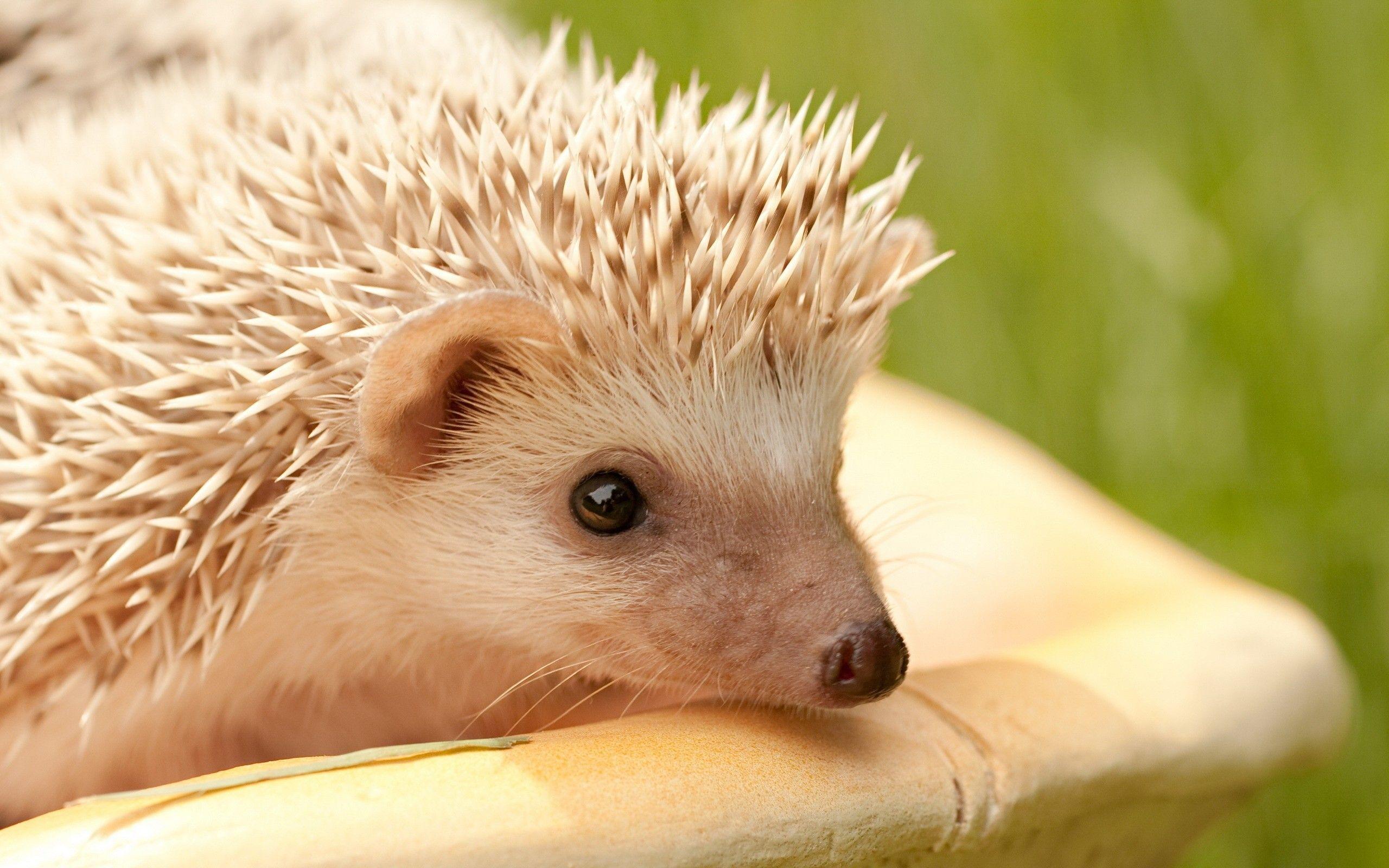 Hedgehog Wallpapers - Top Free Hedgehog Backgrounds - WallpaperAccess