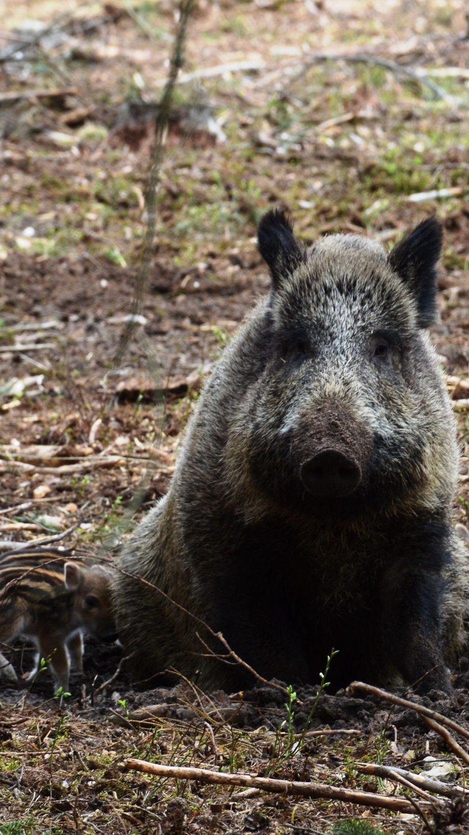 Hog Rider Wallpapers - Top Free Hog Rider Backgrounds - WallpaperAccess