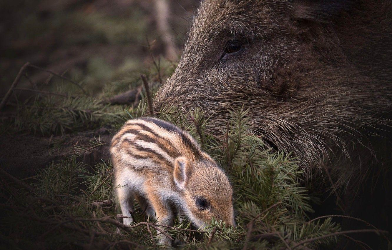 Hog Rider Wallpapers - Top Free Hog Rider Backgrounds - WallpaperAccess