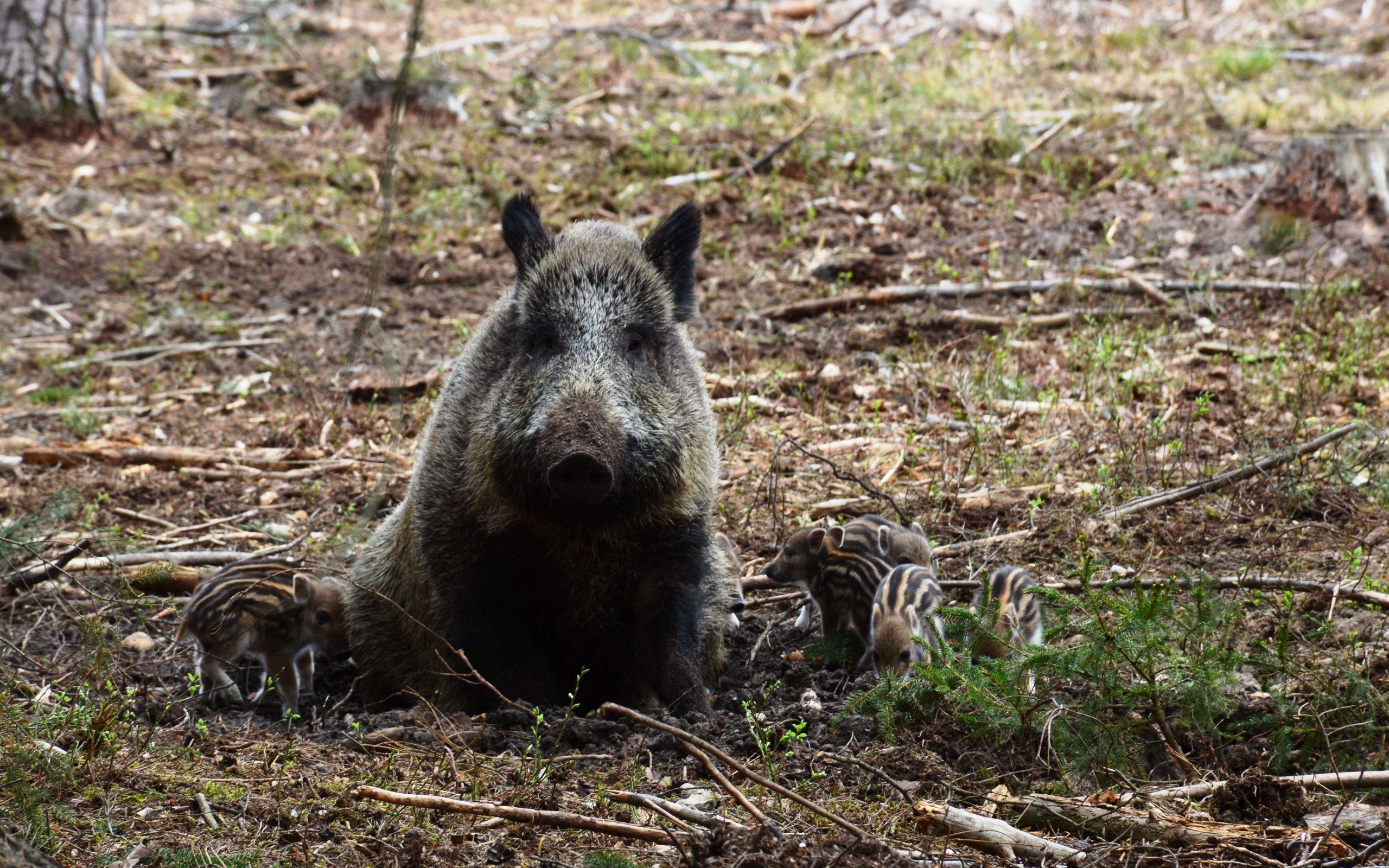 Hog Rider Wallpapers - Top Free Hog Rider Backgrounds - WallpaperAccess