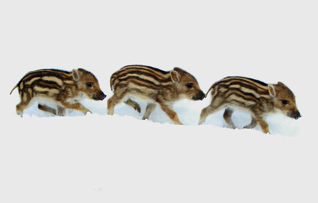 Hog Rider Wallpapers - Top Free Hog Rider Backgrounds - WallpaperAccess