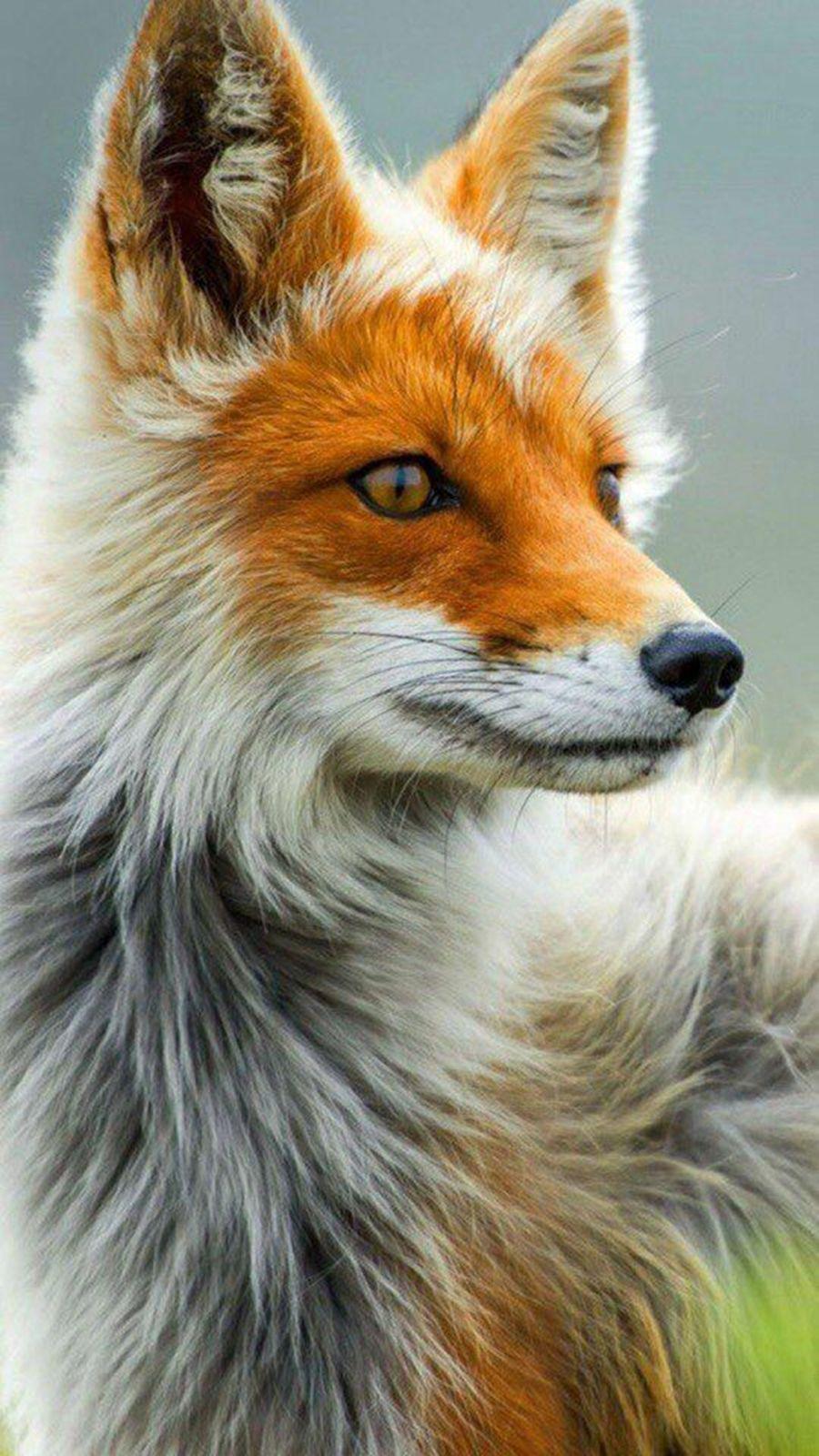 Fox Phone Wallpapers - Top Free Fox Phone Backgrounds - WallpaperAccess