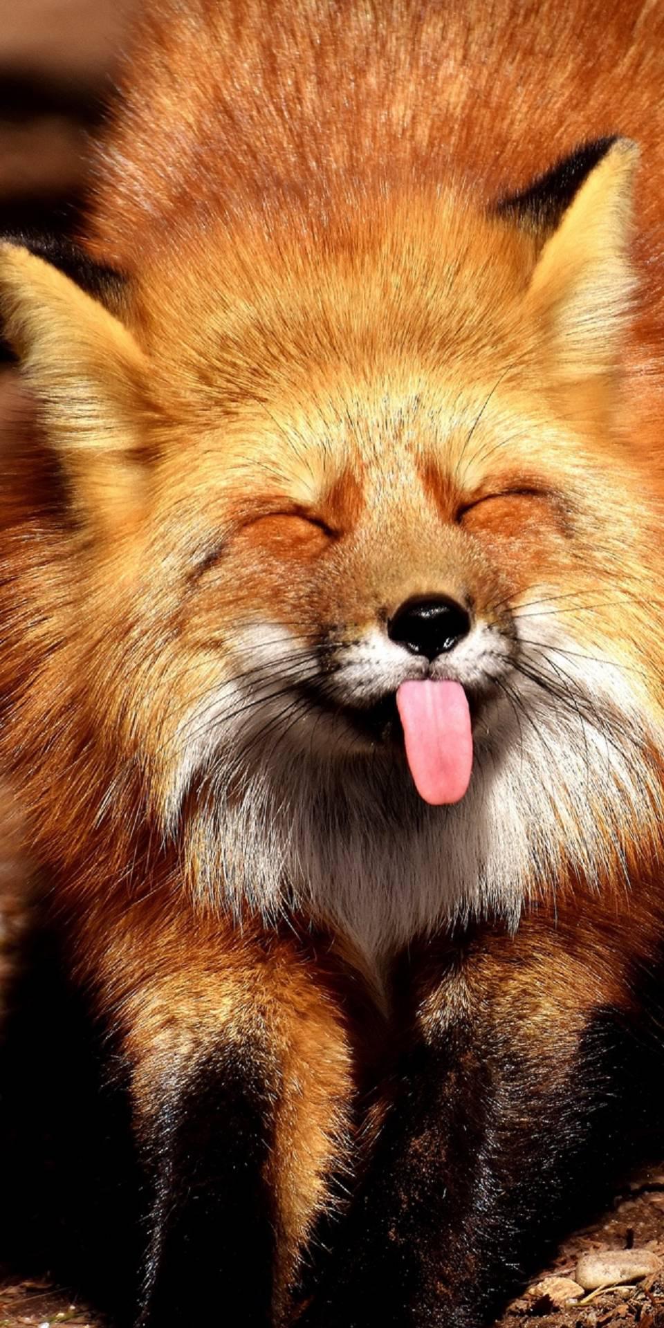 Fox Phone Wallpapers - Top Free Fox Phone Backgrounds - WallpaperAccess