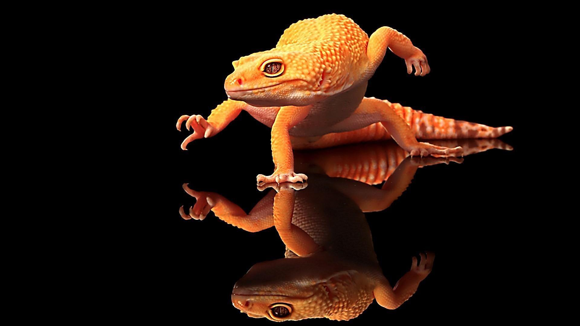 Cool Lizard Wallpapers - Top Free Cool Lizard Backgrounds - WallpaperAccess