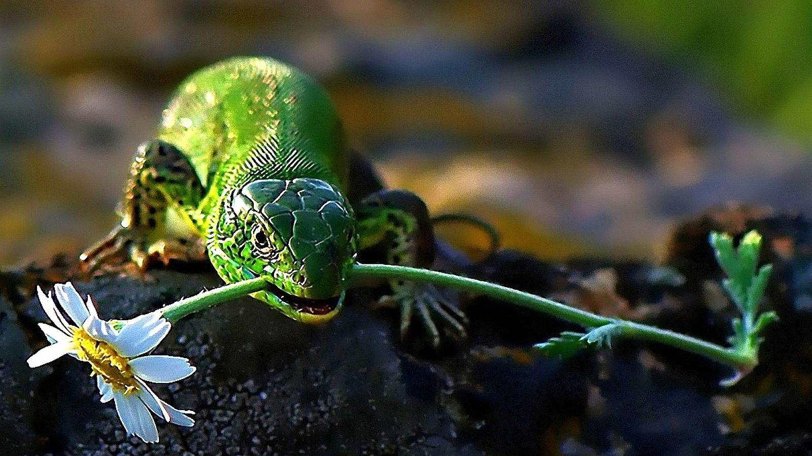 Cool Lizard Wallpapers - Top Free Cool Lizard Backgrounds - WallpaperAccess