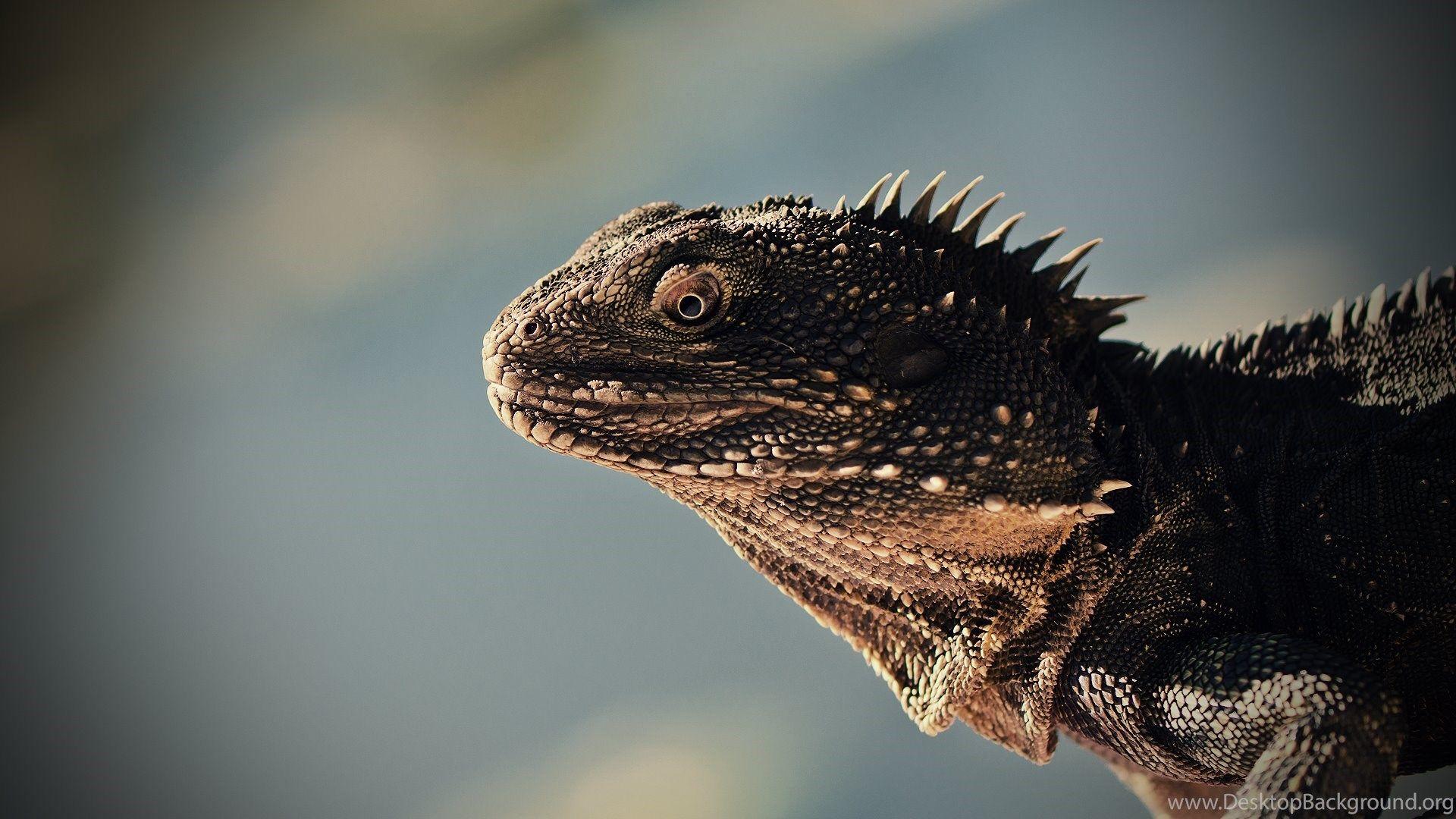 Cool Lizard Wallpapers - Top Free Cool Lizard Backgrounds - WallpaperAccess