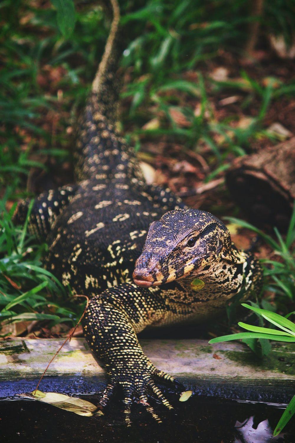 Cool Lizard Wallpapers - Top Free Cool Lizard Backgrounds - WallpaperAccess