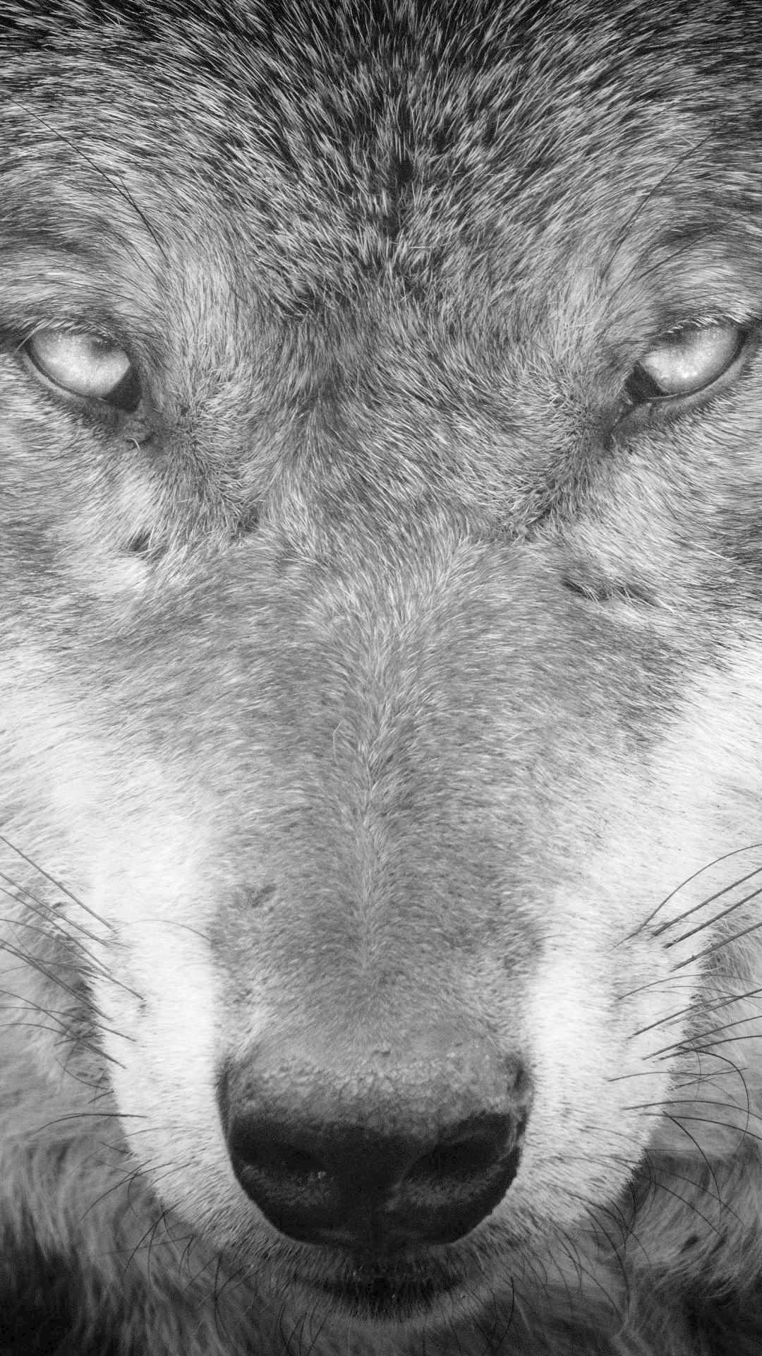 Winter Wolf iPhone HD Wallpapers - Top Free Winter Wolf iPhone HD ...