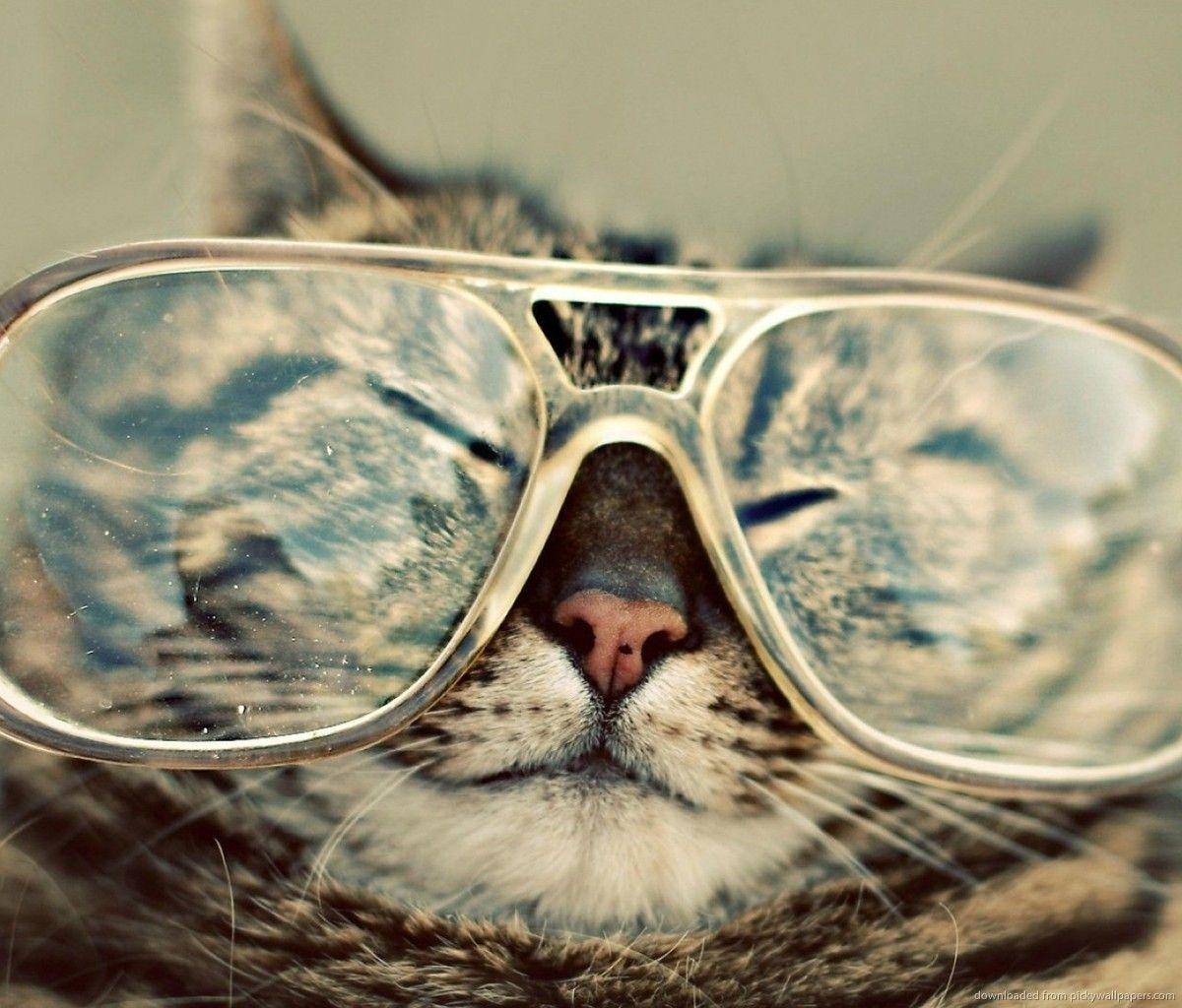 Glasses Cat Galaxy HD Wallpapers - Top Free Glasses Cat Galaxy HD ...