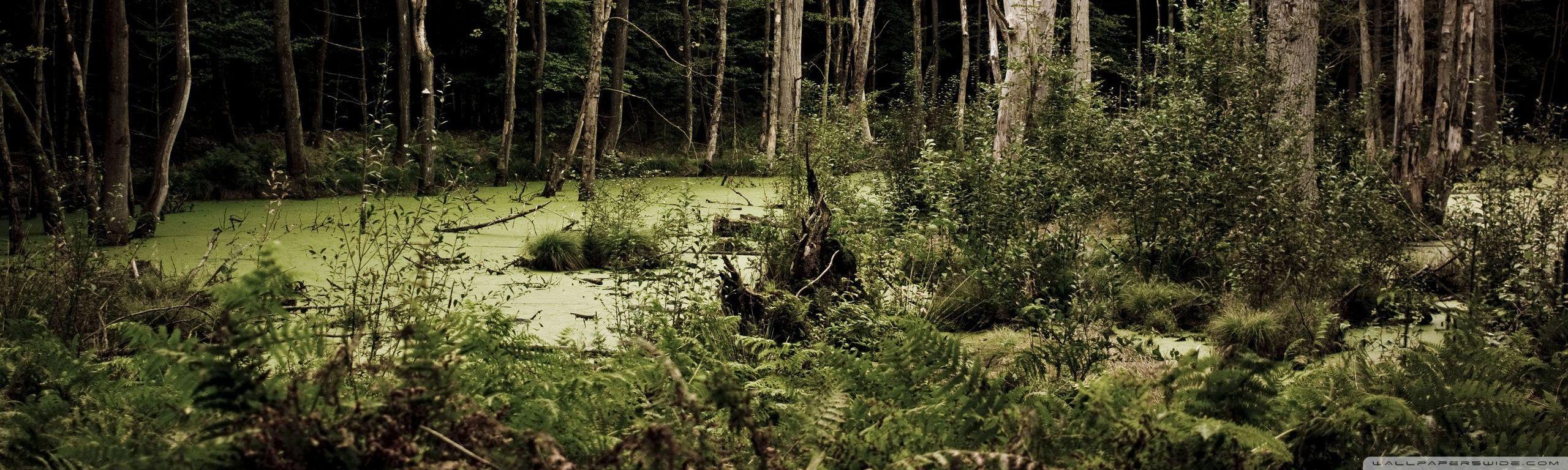 Forest Dual Screen Wallpapers - Top Free Forest Dual Screen Backgrounds ...