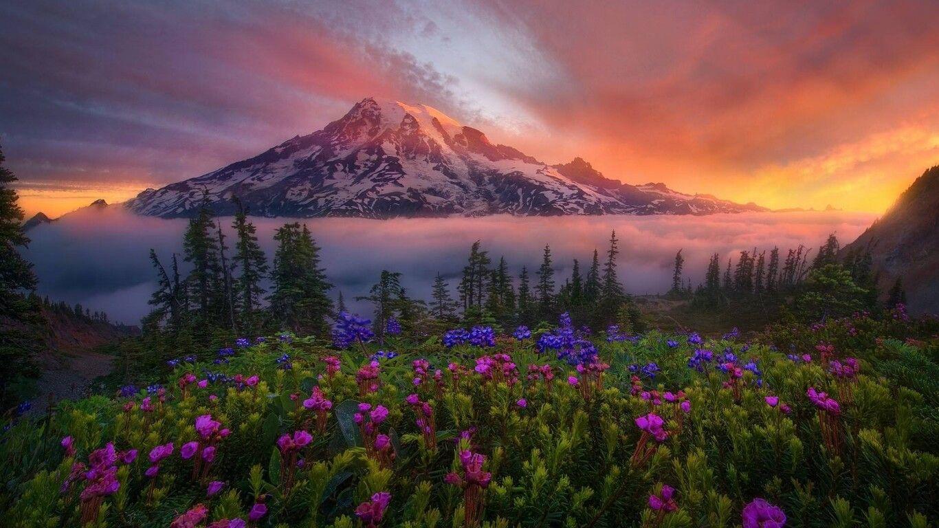 Mountain Flowers Wallpapers - Top Free Mountain Flowers Backgrounds ...