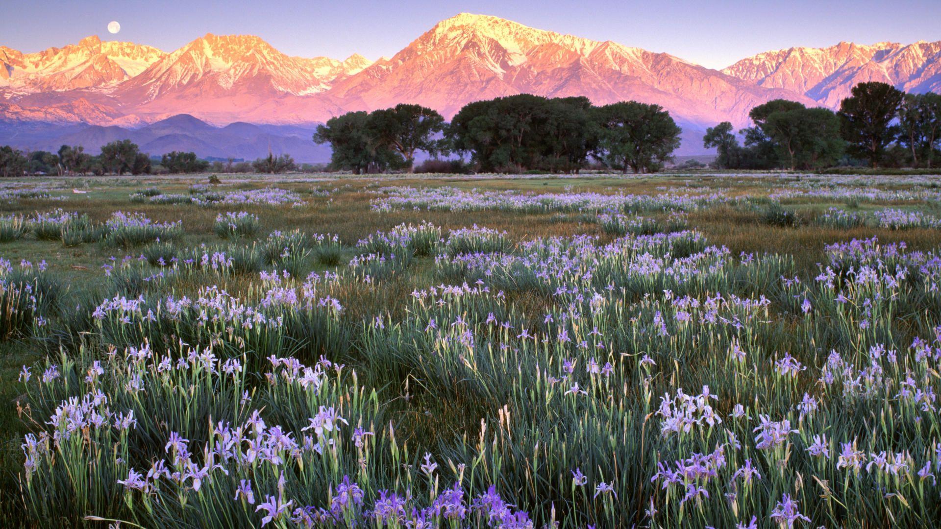 Mountain Flowers Wallpapers - Top Free Mountain Flowers Backgrounds ...