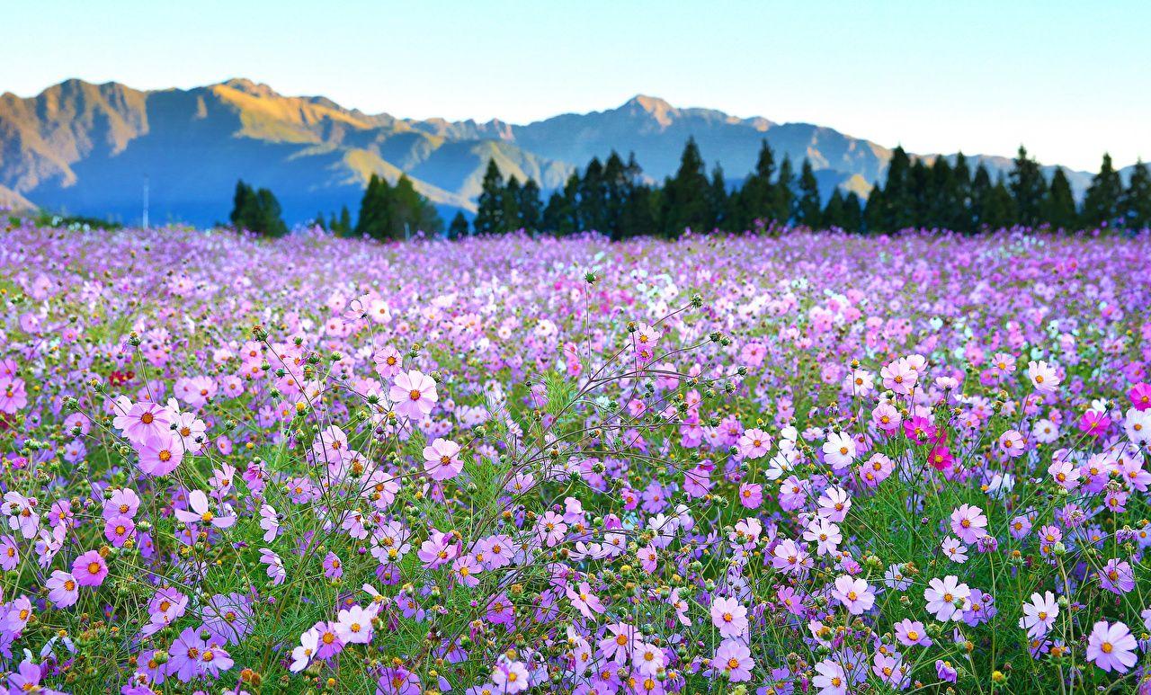 Mountain Flowers Wallpapers - Top Free Mountain Flowers Backgrounds ...