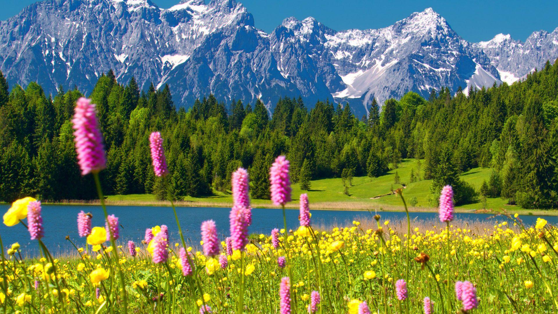 Mountain Flowers Wallpapers - Top Free Mountain Flowers Backgrounds ...