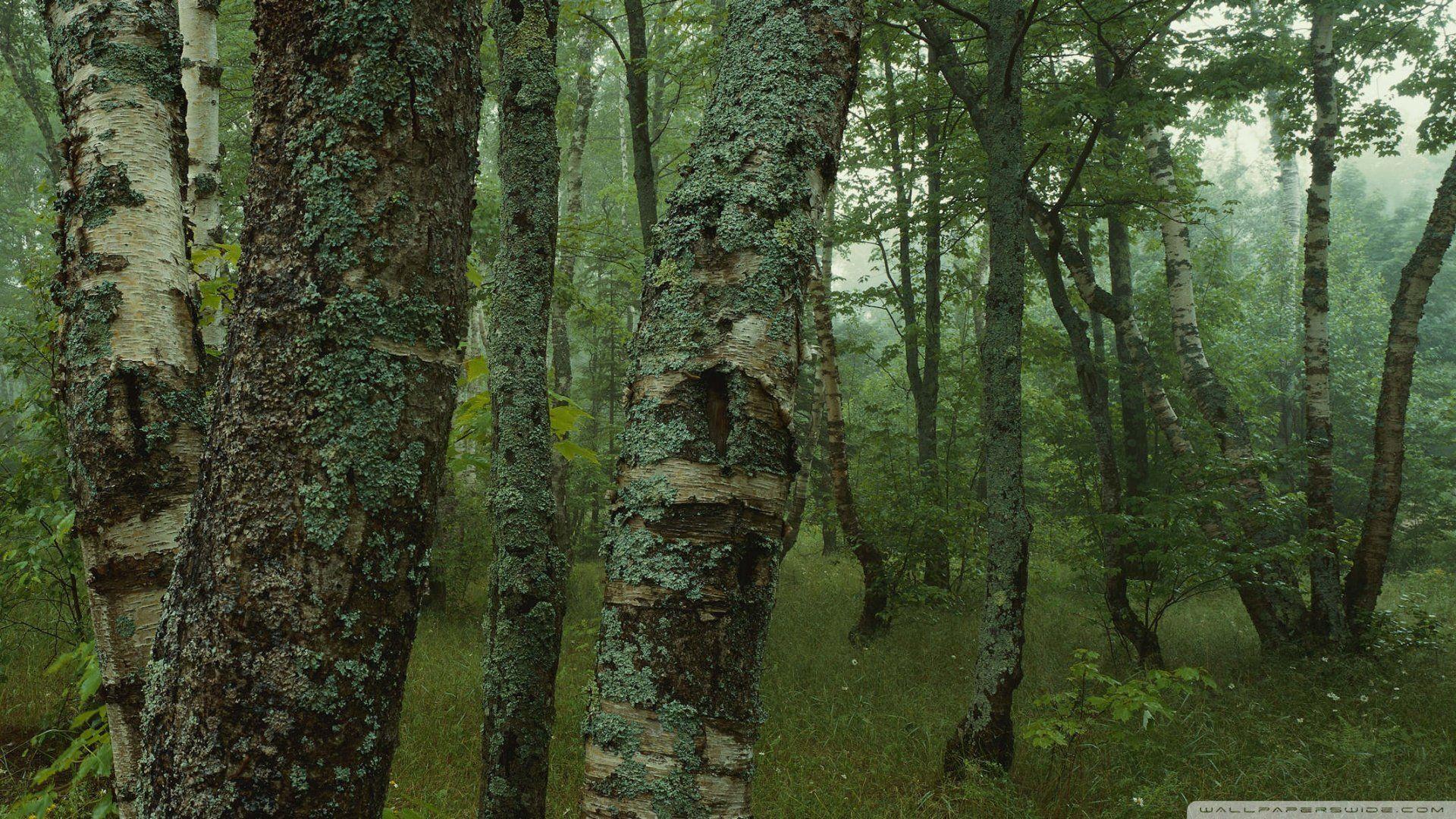 Forest Dual Screen Wallpapers - Top Free Forest Dual Screen Backgrounds ...