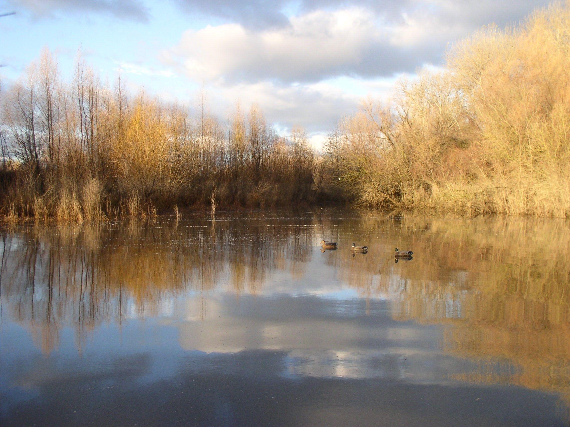 Duck Hunting Desktop Wallpapers - Top Free Duck Hunting Desktop ...