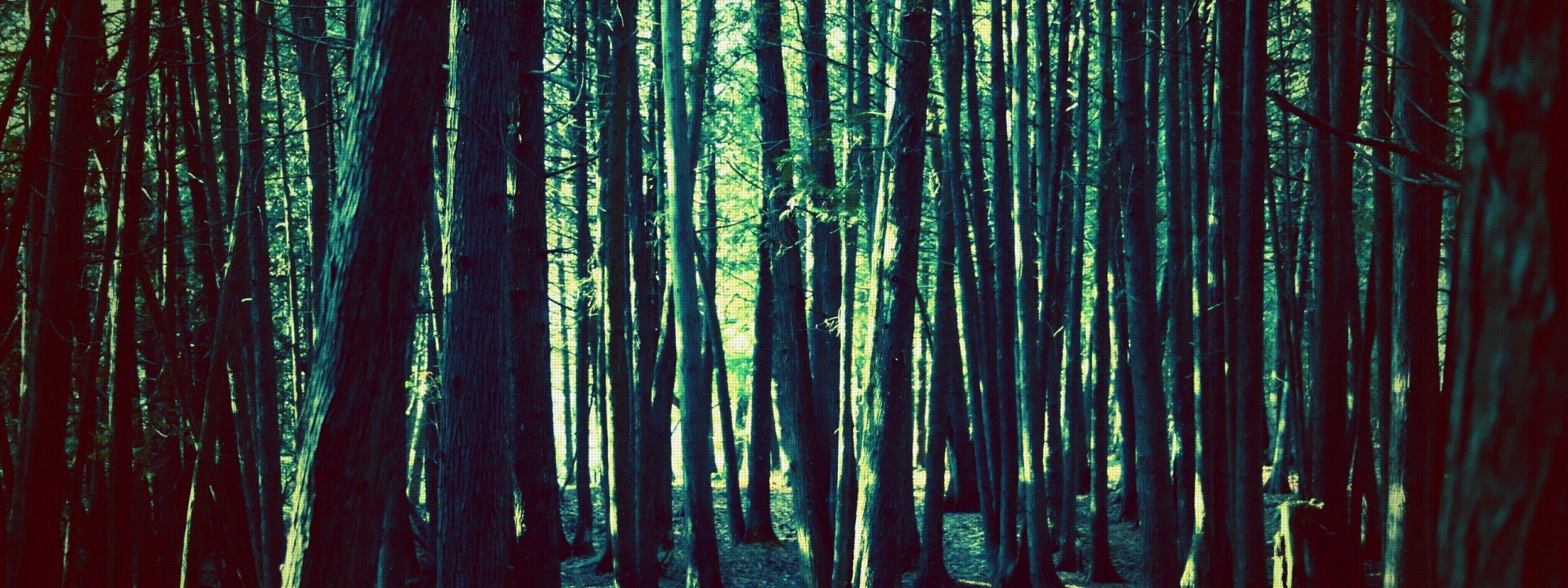 Forest Dual Screen Wallpapers - Top Free Forest Dual Screen Backgrounds ...