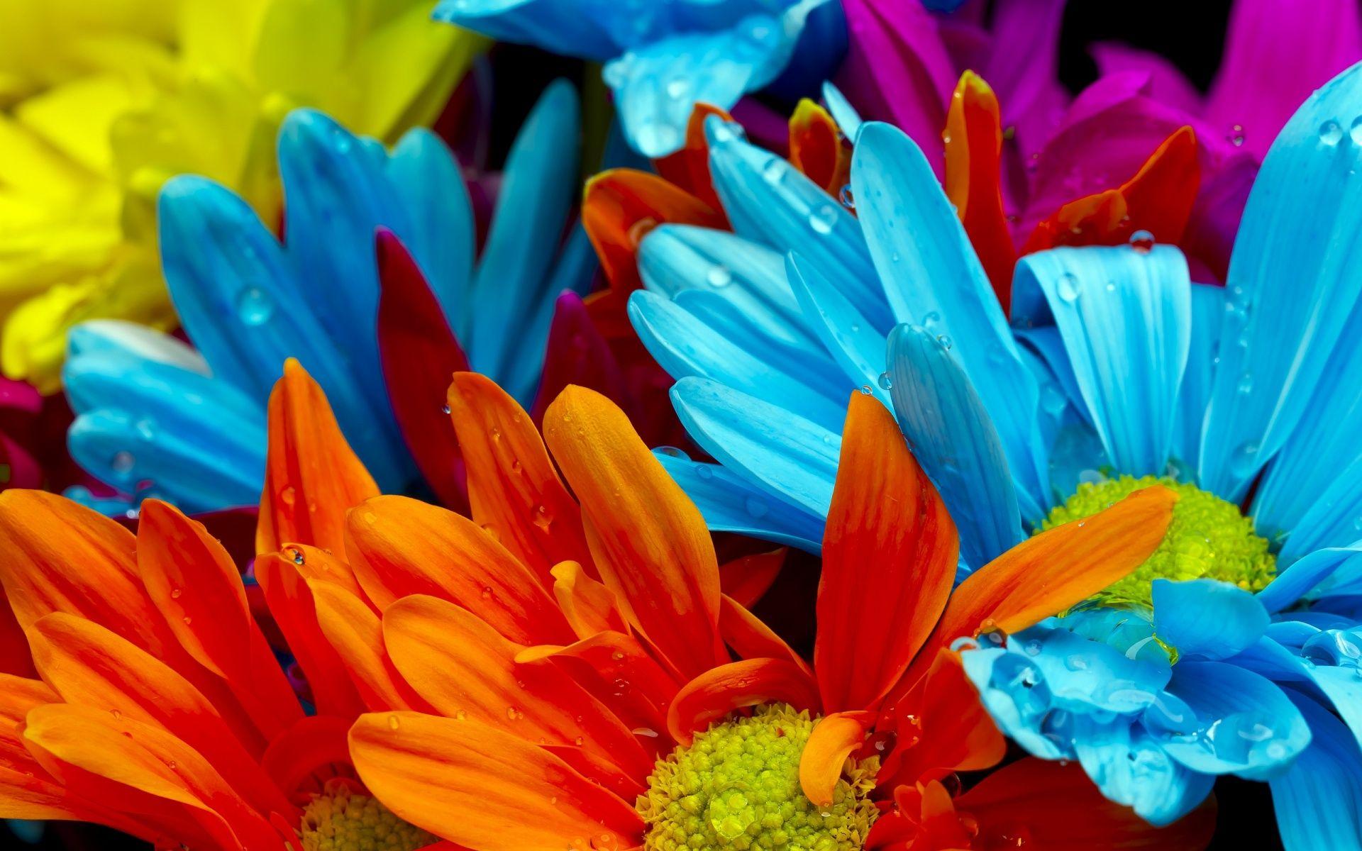 Colorful Flower Desktop Wallpapers - Top Free Colorful Flower Desktop ...
