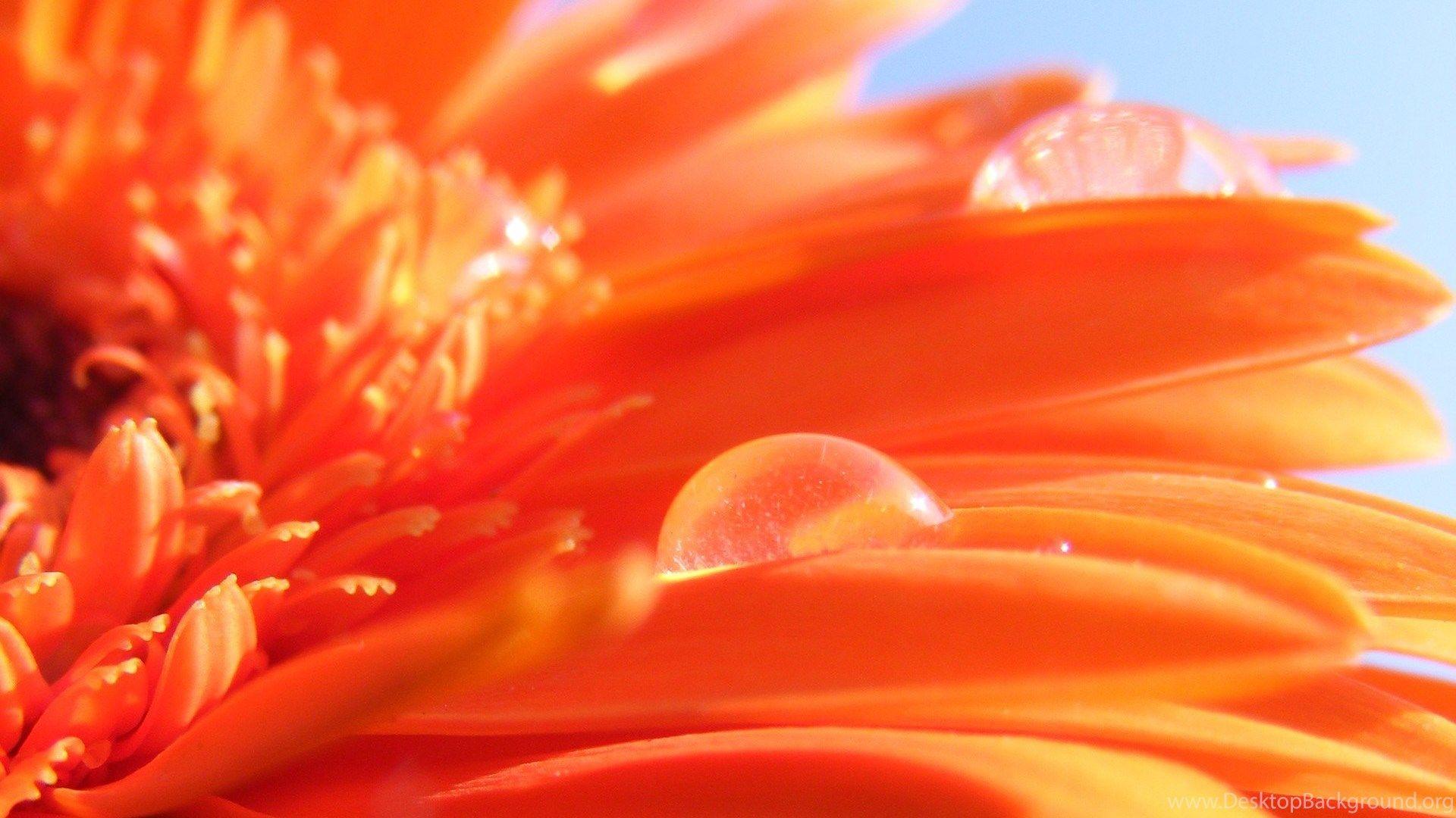 Orange Flower Desktop Wallpapers - Top Free Orange Flower Desktop ...