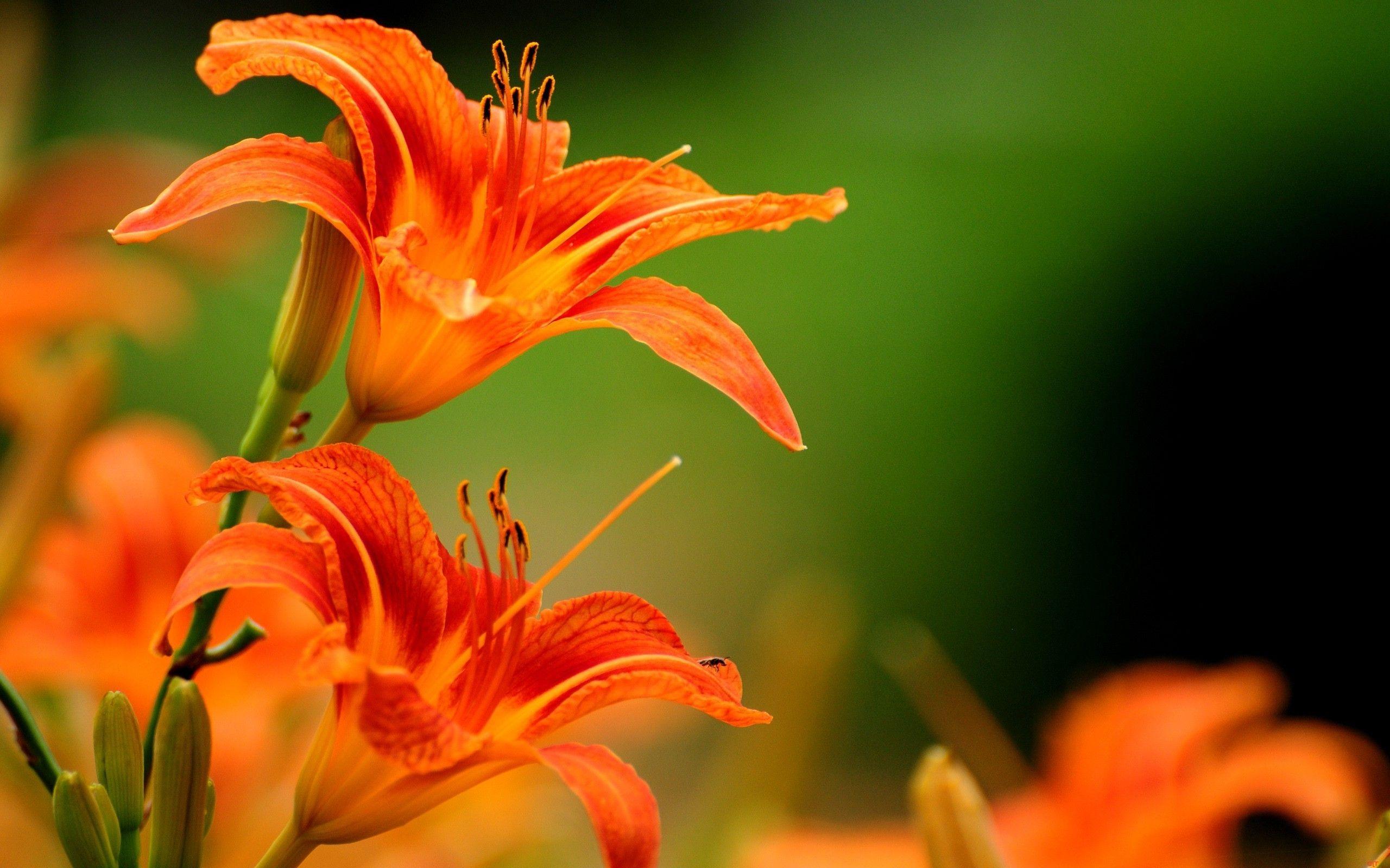 Orange Flower Desktop Wallpapers - Top Free Orange Flower Desktop ...