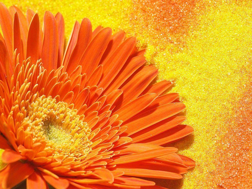 Orange Flower Desktop Wallpapers - Top Free Orange Flower Desktop ...