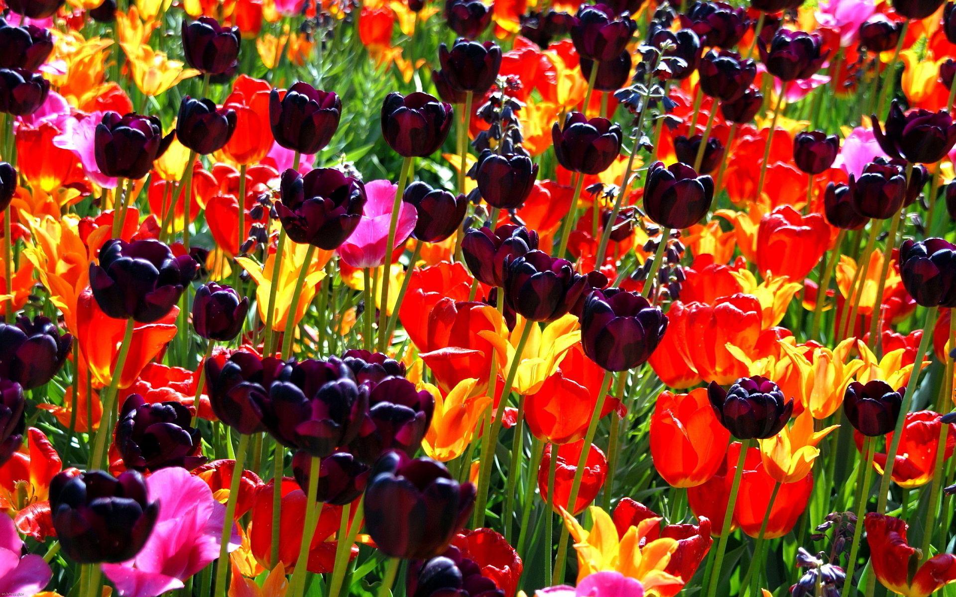 Colorful Flower Desktop Wallpapers - Top Free Colorful Flower Desktop ...