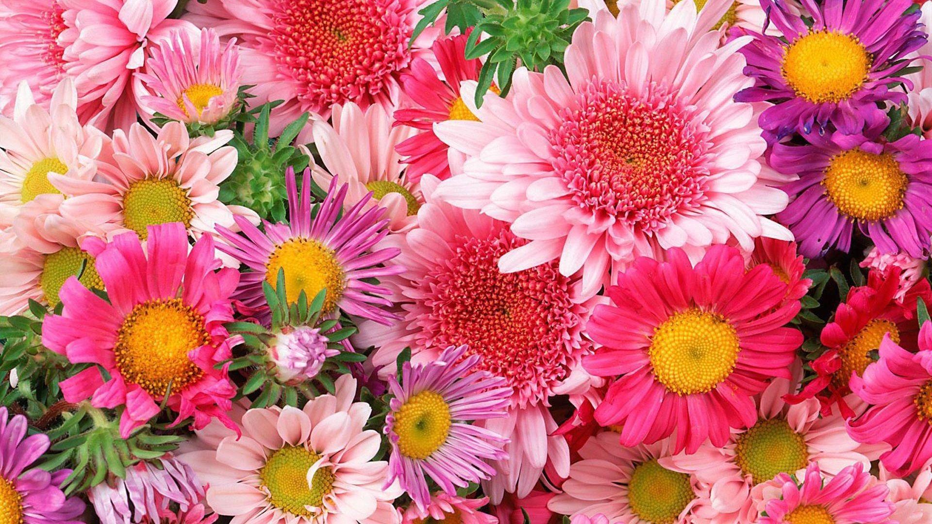 Colorful Flower Desktop Wallpapers - Top Free Colorful Flower Desktop ...