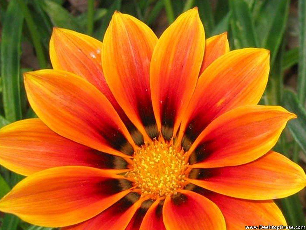 Orange Flower Desktop Wallpapers - Top Free Orange Flower Desktop ...