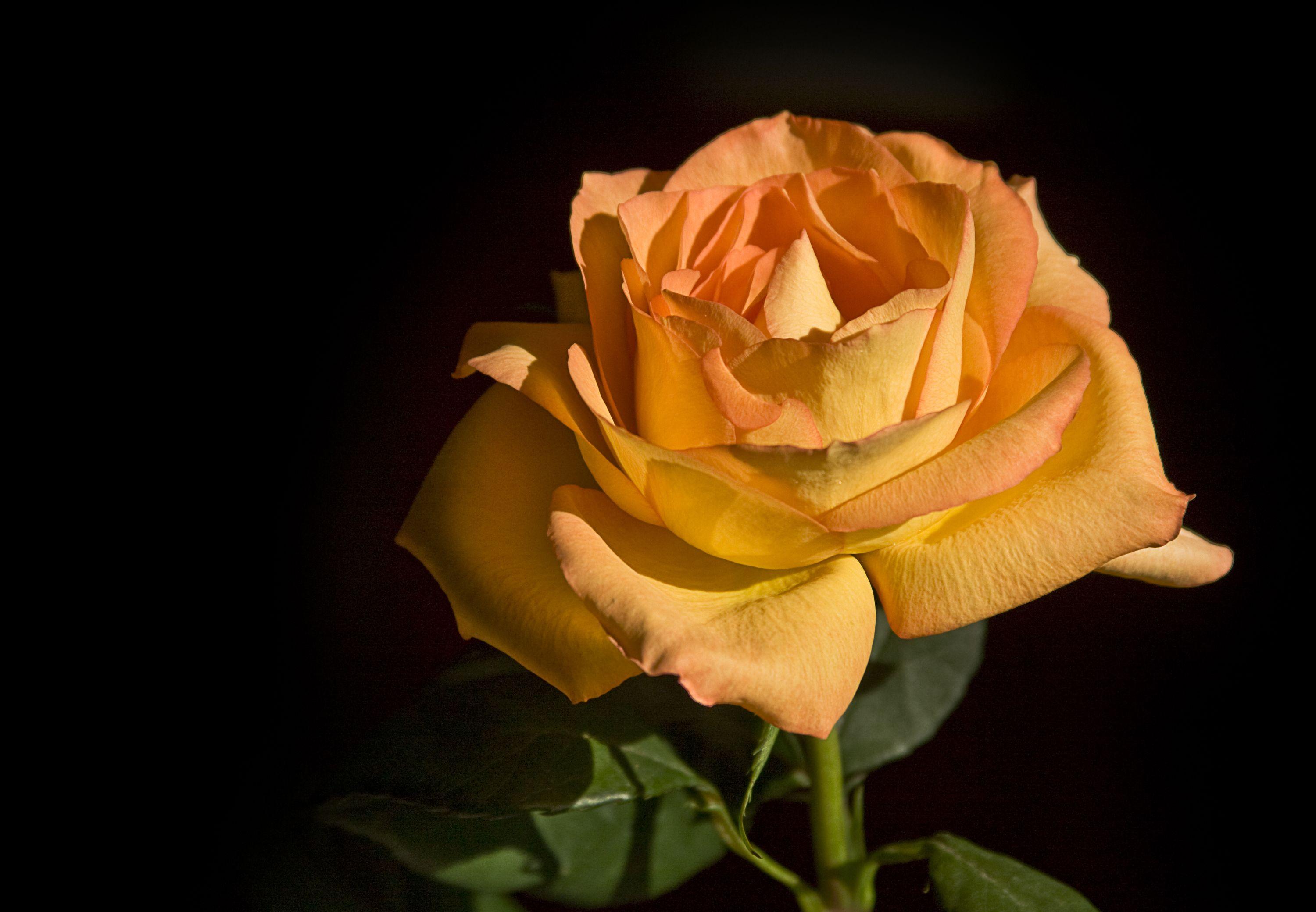 Orange Flower Desktop Wallpapers - Top Free Orange Flower Desktop ...