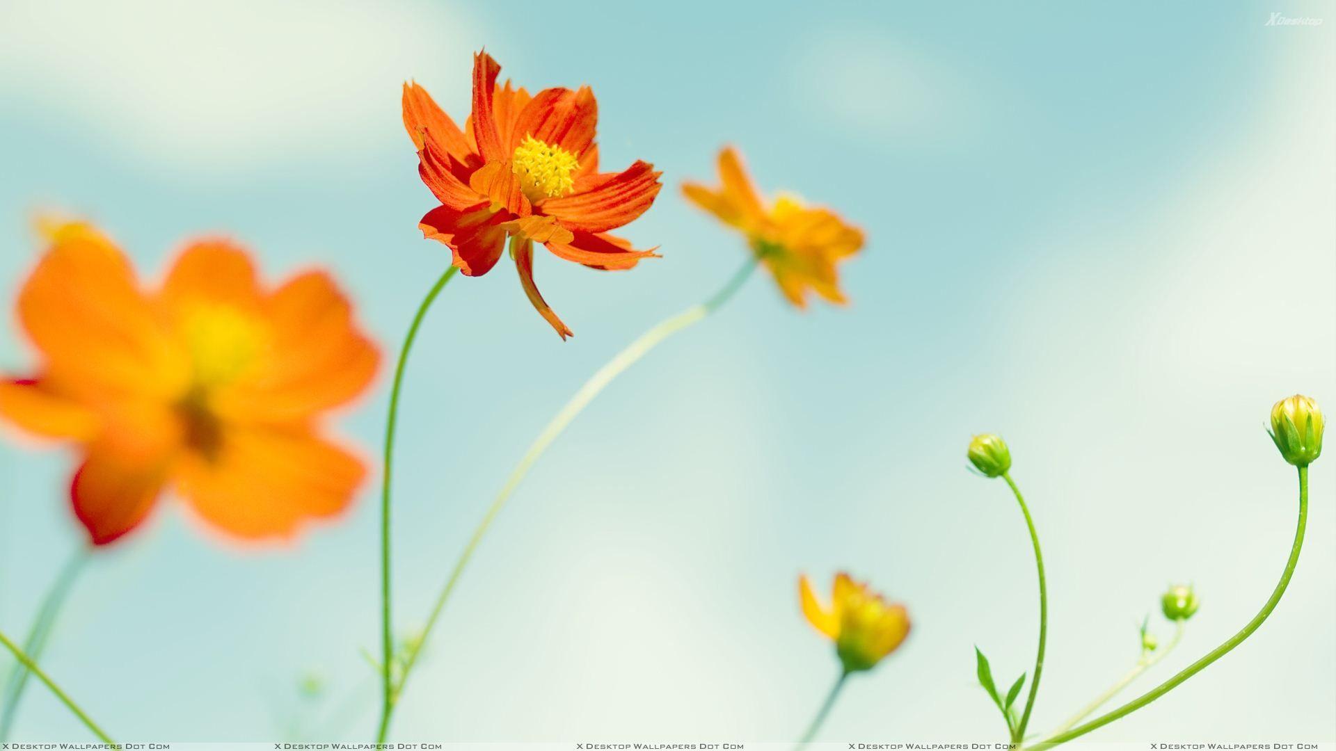 Orange Flower Desktop Wallpapers - Top Free Orange Flower Desktop ...