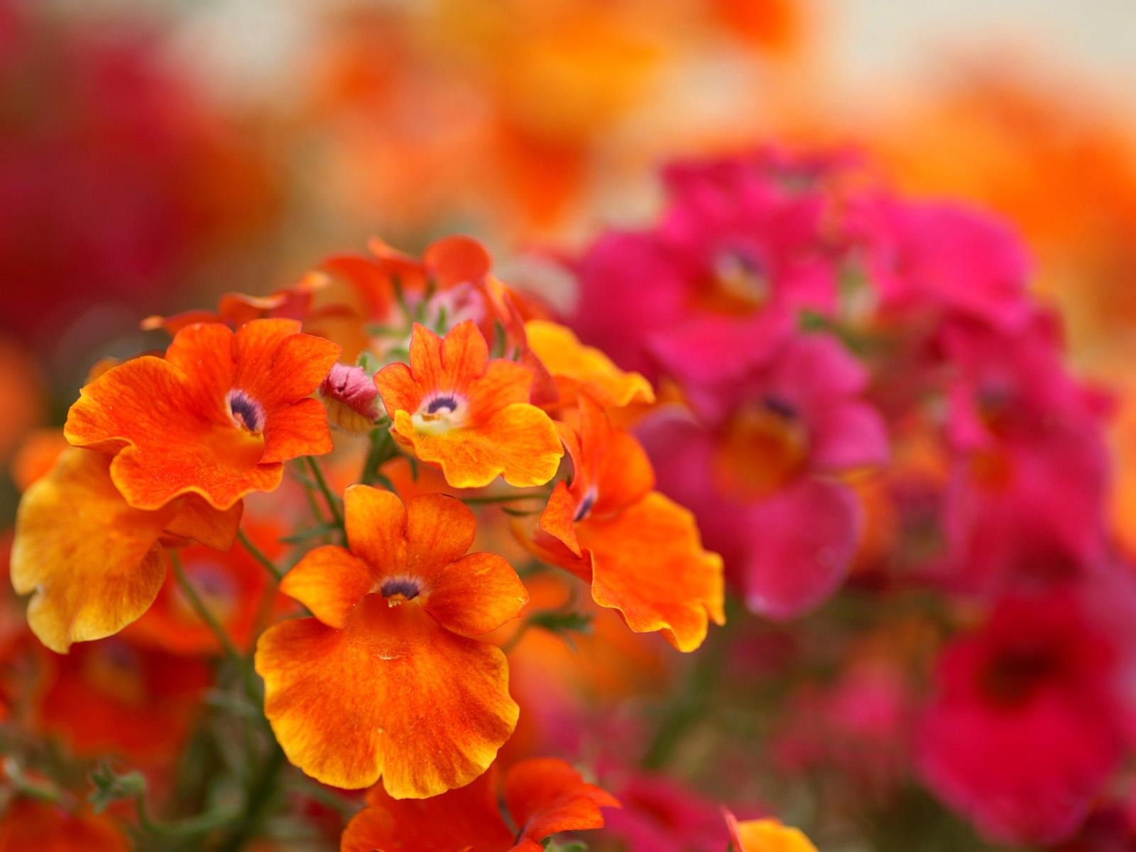 Orange Flower Desktop Wallpapers - Top Free Orange Flower Desktop ...