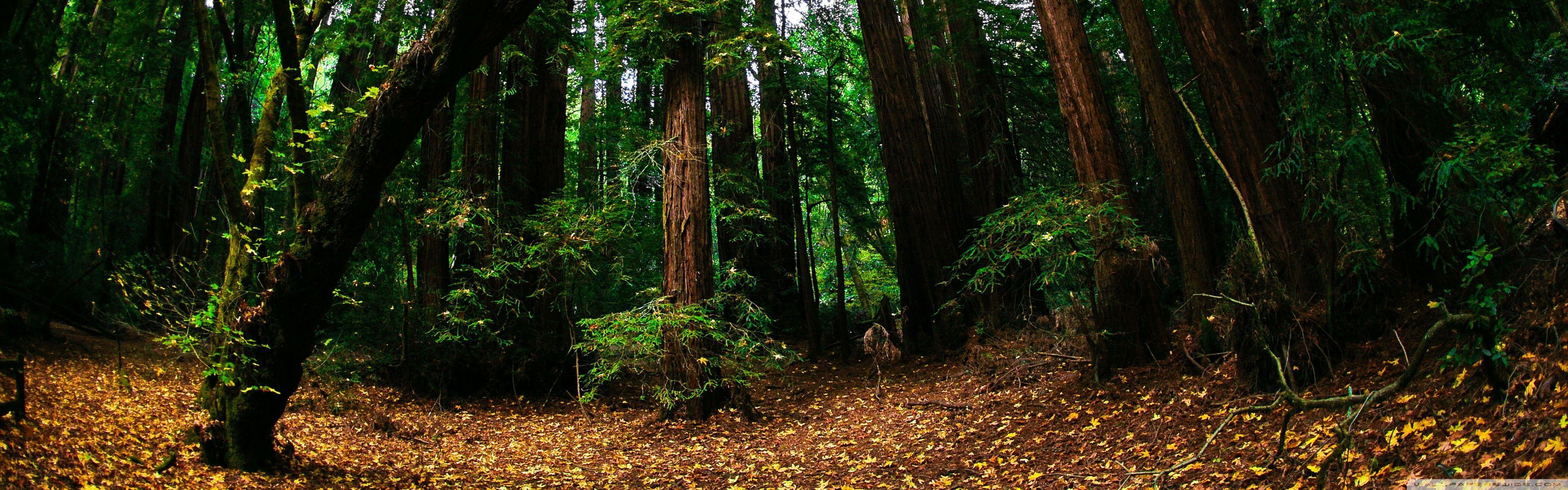 Forest Dual Screen Wallpapers - Top Free Forest Dual Screen Backgrounds ...