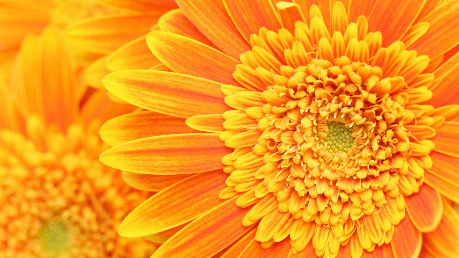 Orange Flower Desktop Wallpapers - Top Free Orange Flower Desktop ...