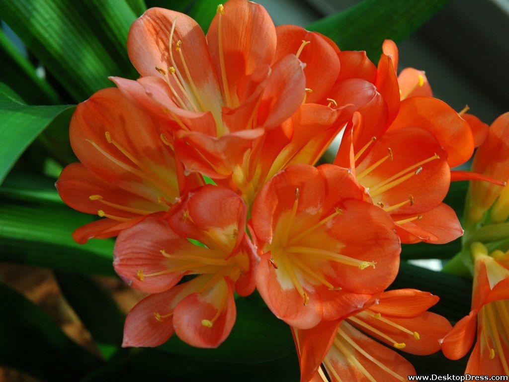 Orange Flower Desktop Wallpapers - Top Free Orange Flower Desktop ...