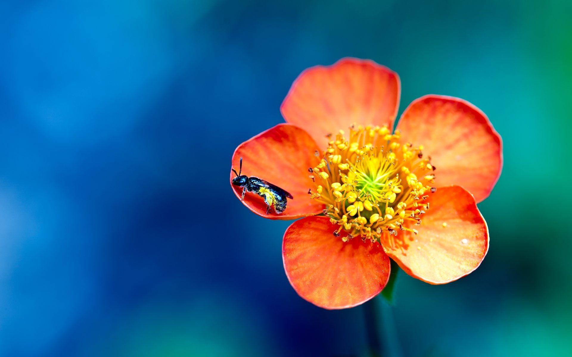 Orange Flower Desktop Wallpapers - Top Free Orange Flower Desktop ...