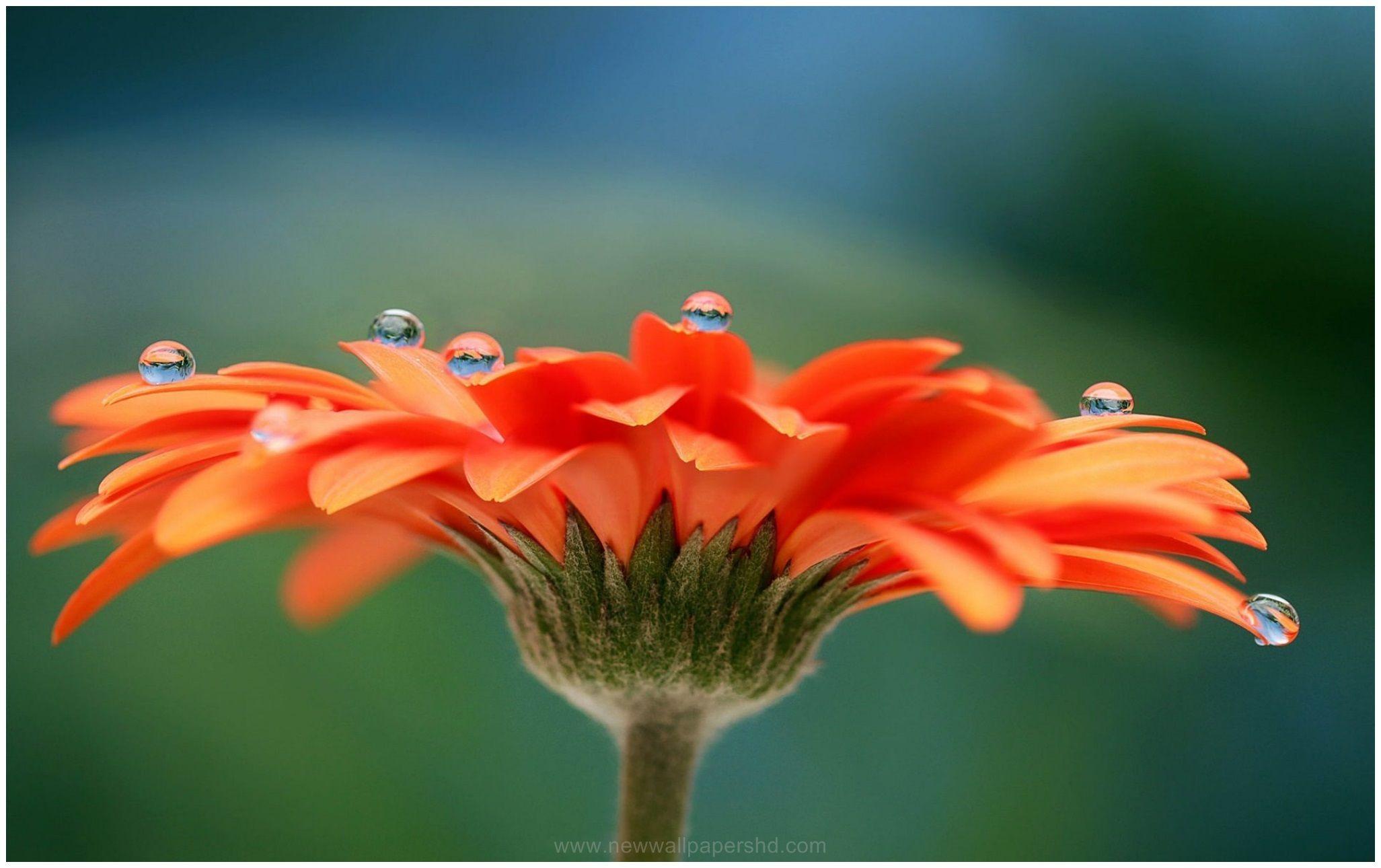 Orange Flower Desktop Wallpapers - Top Free Orange Flower Desktop ...