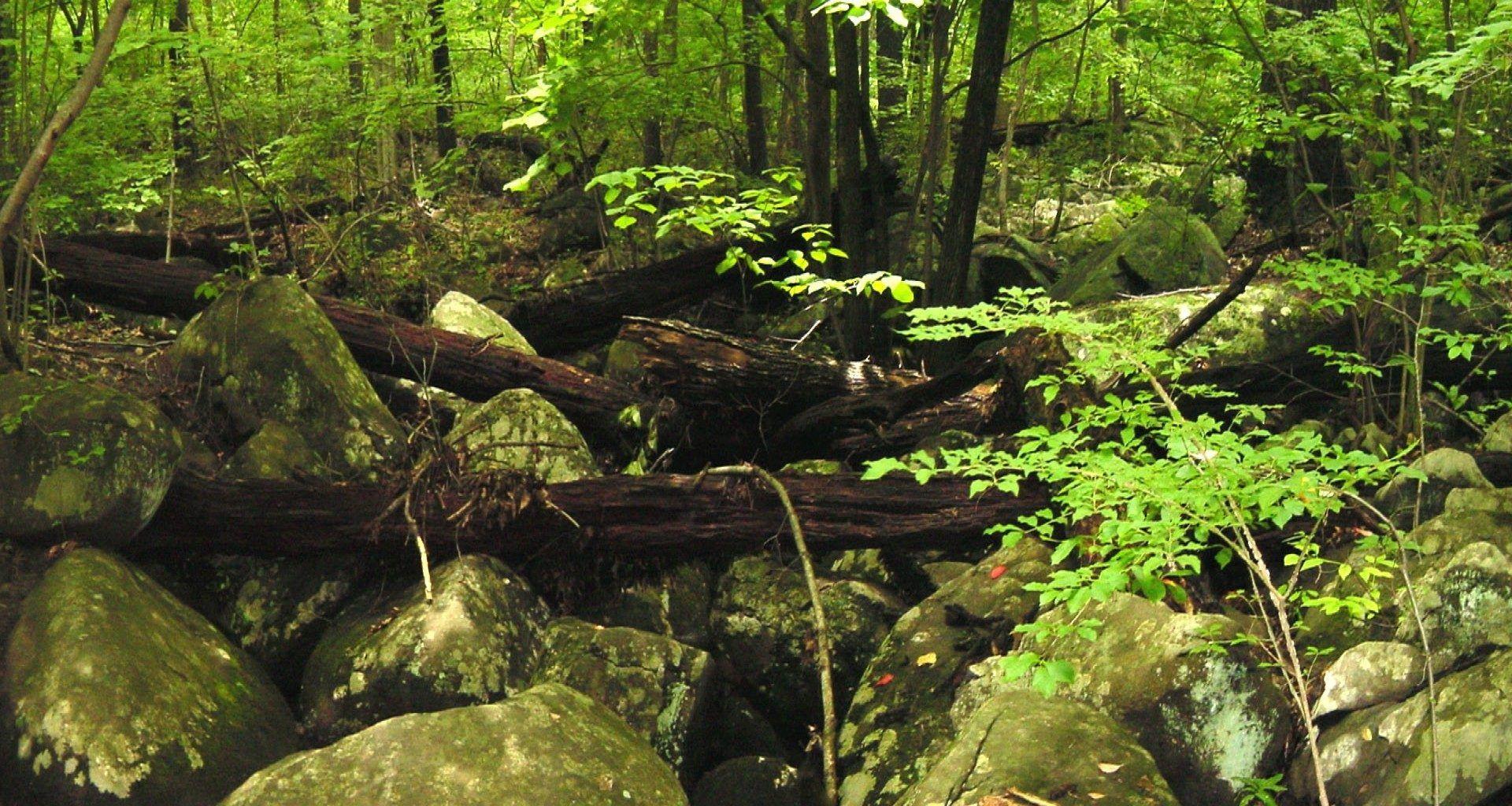 Forest Dual Screen Wallpapers - Top Free Forest Dual Screen Backgrounds ...