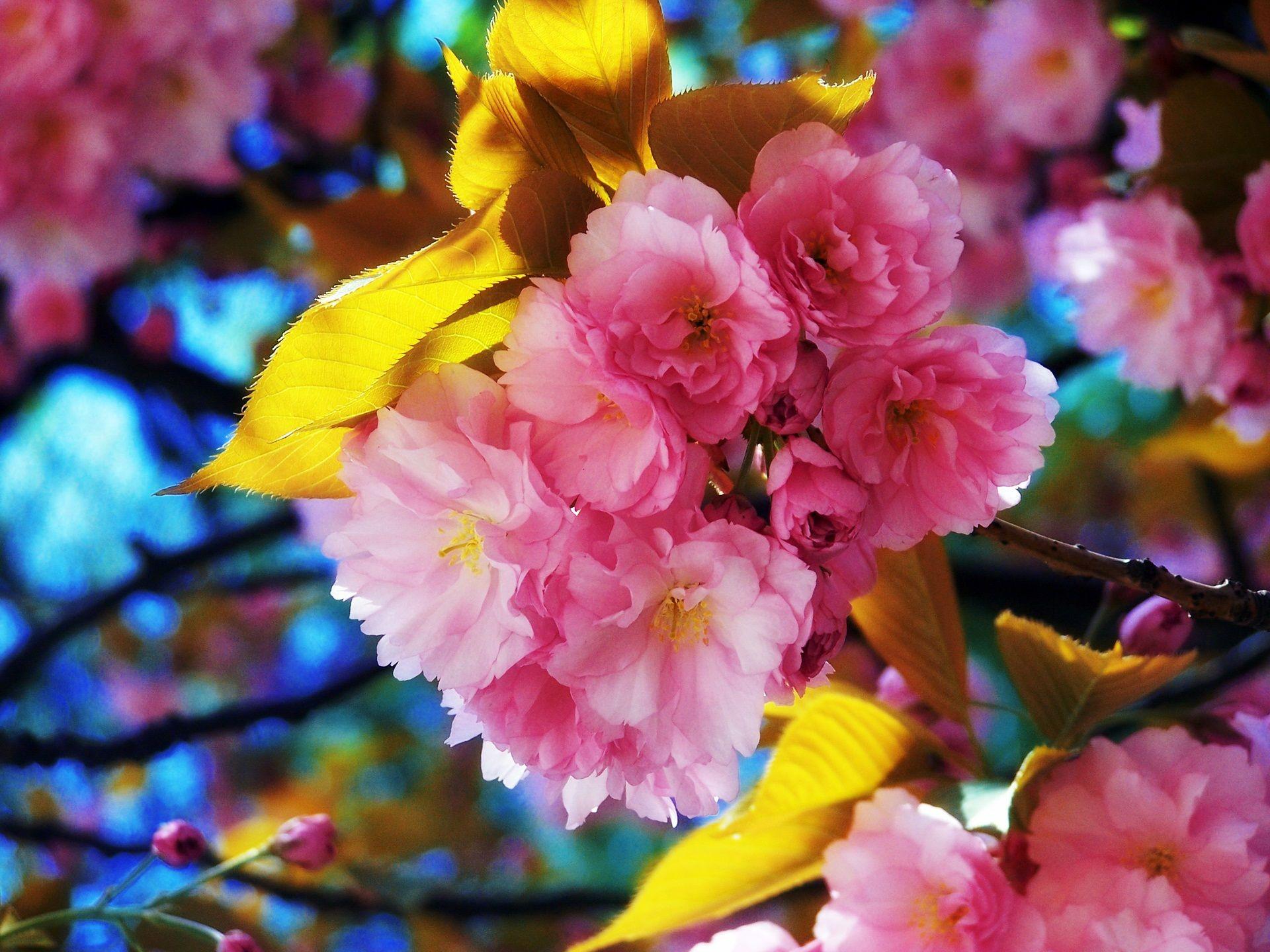 Beautiful Flower Desktop Wallpapers - Top Free Beautiful Flower Desktop ...