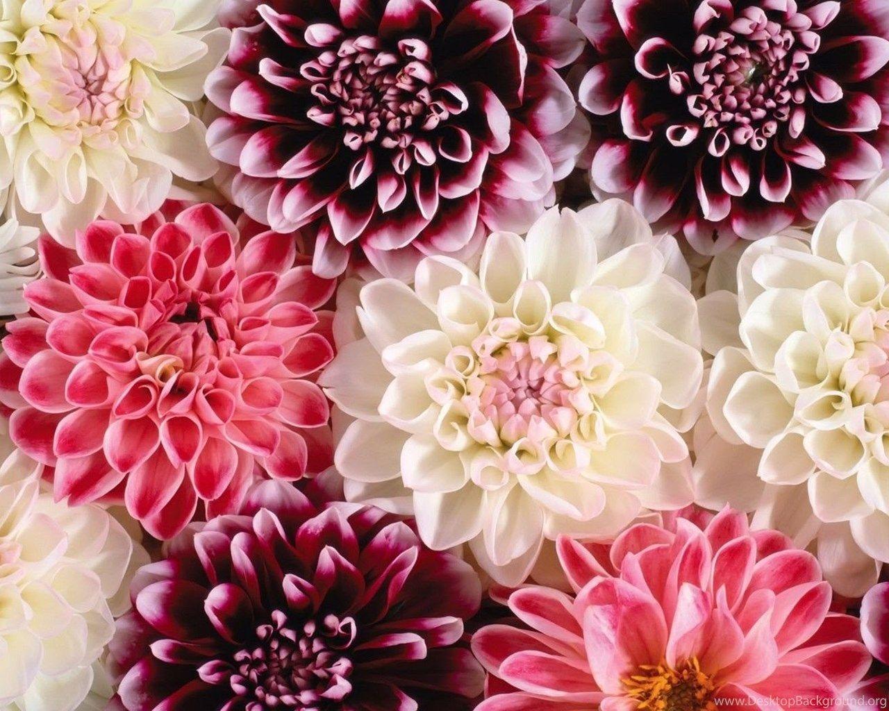 Pretty Flower Desktop Wallpapers - Top Free Pretty Flower Desktop ...