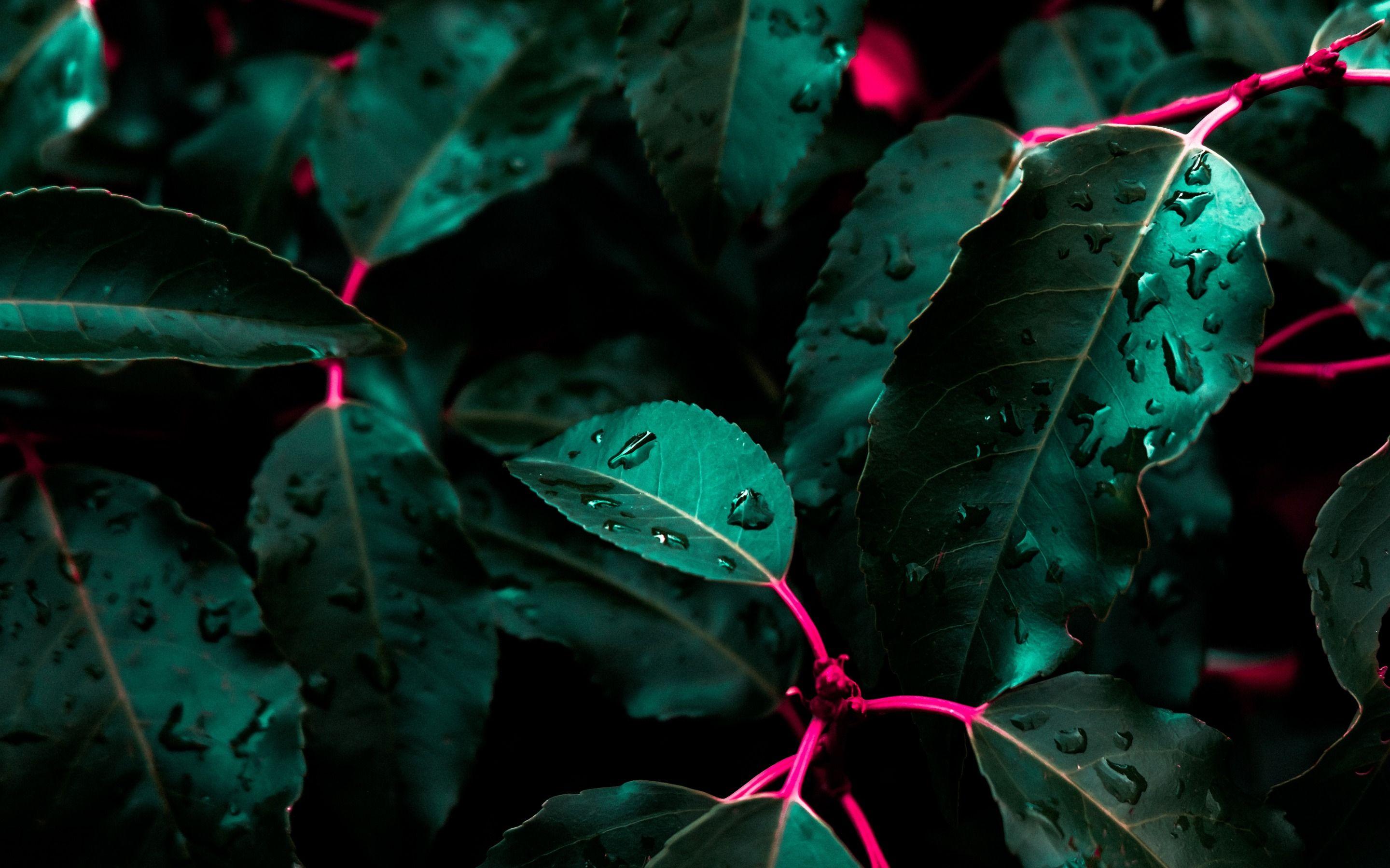 Green High Resolution Wallpapers - Top Free Green High Resolution ...
