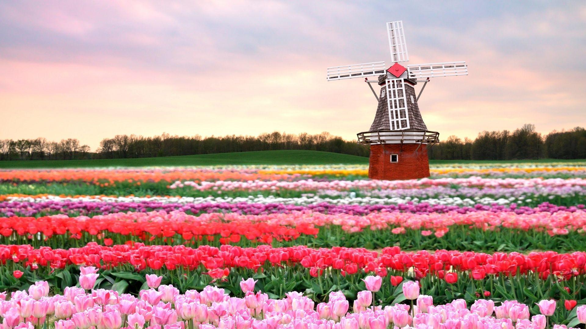 Holland Desktop Wallpapers - Top Free Holland Desktop Backgrounds ...